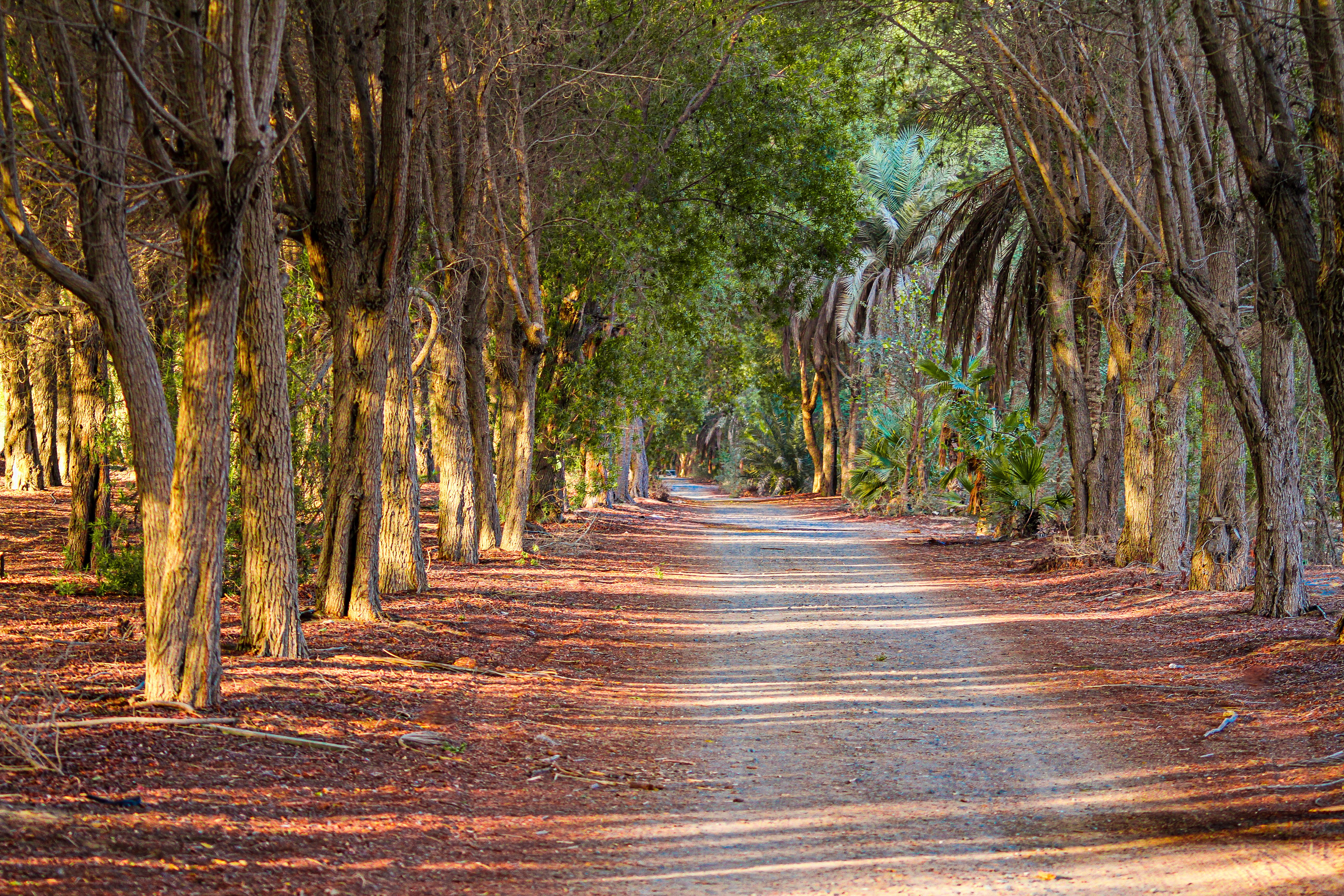 A Pathway Between Green Trees · Free Stock Photo