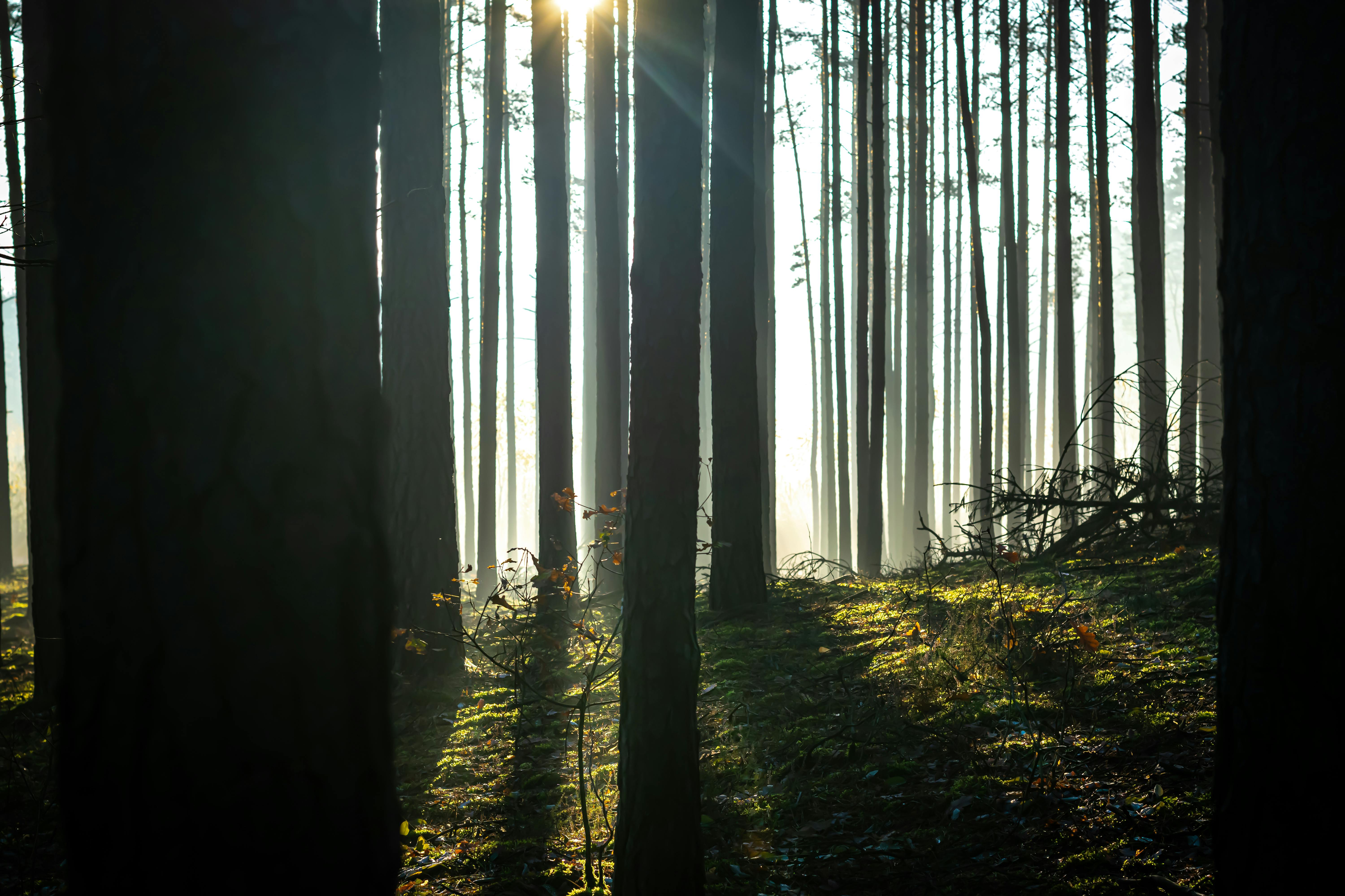Tall Trees in the Forest · Free Stock Photo