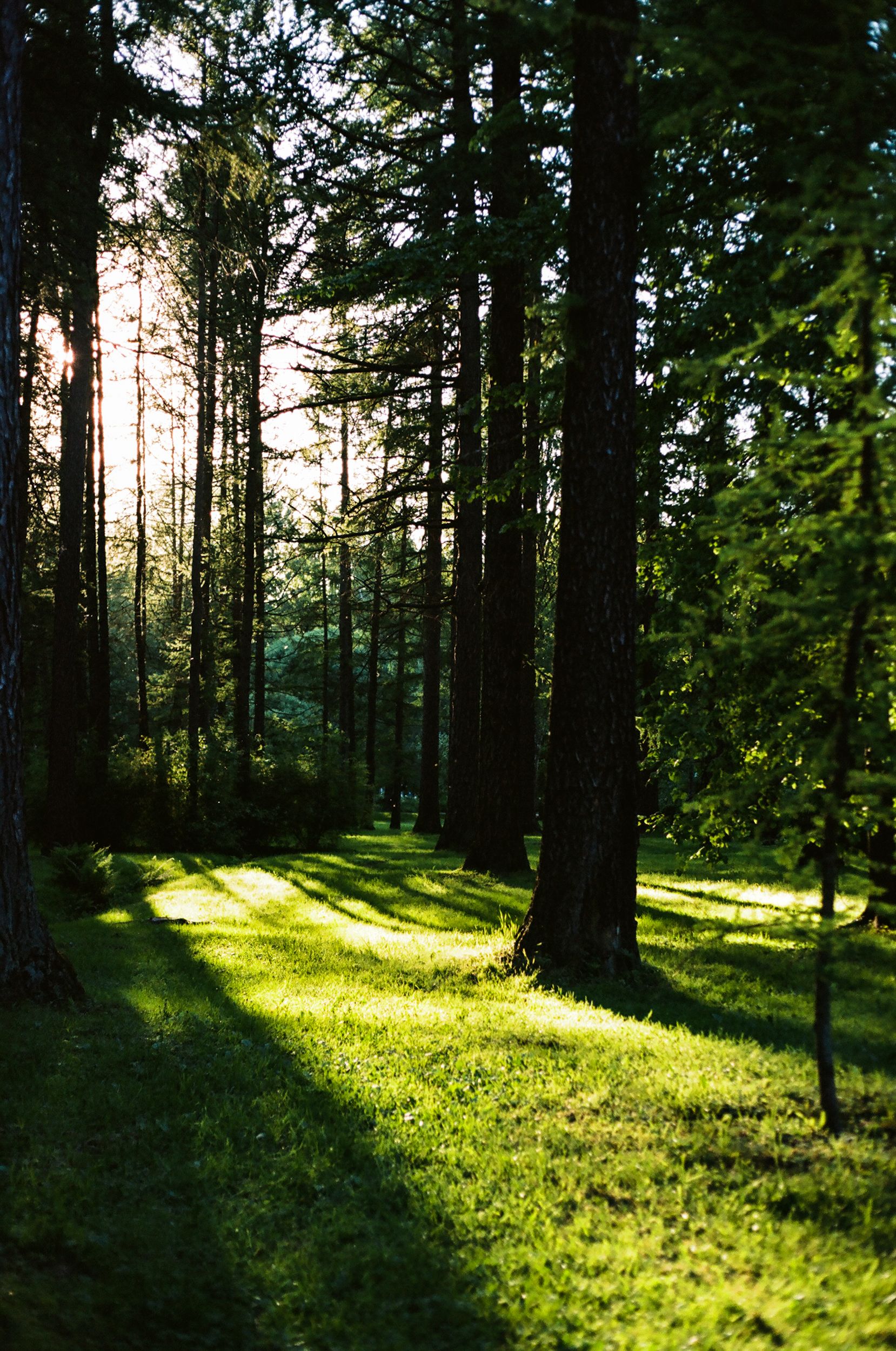 Green Grass Under Tall Trees · Free Stock Photo