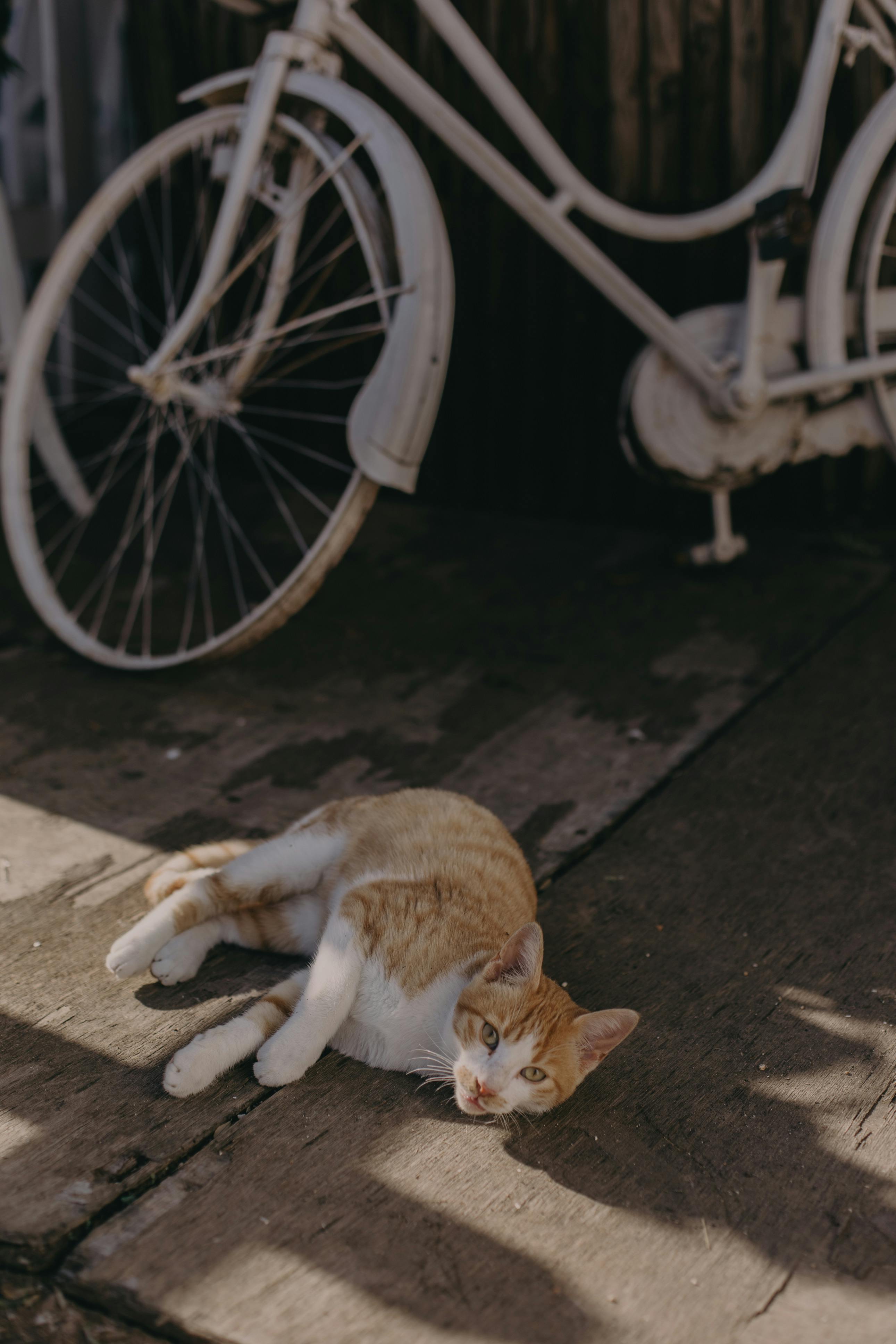 Cat Sitting on Brick Floor · Free Stock Photo