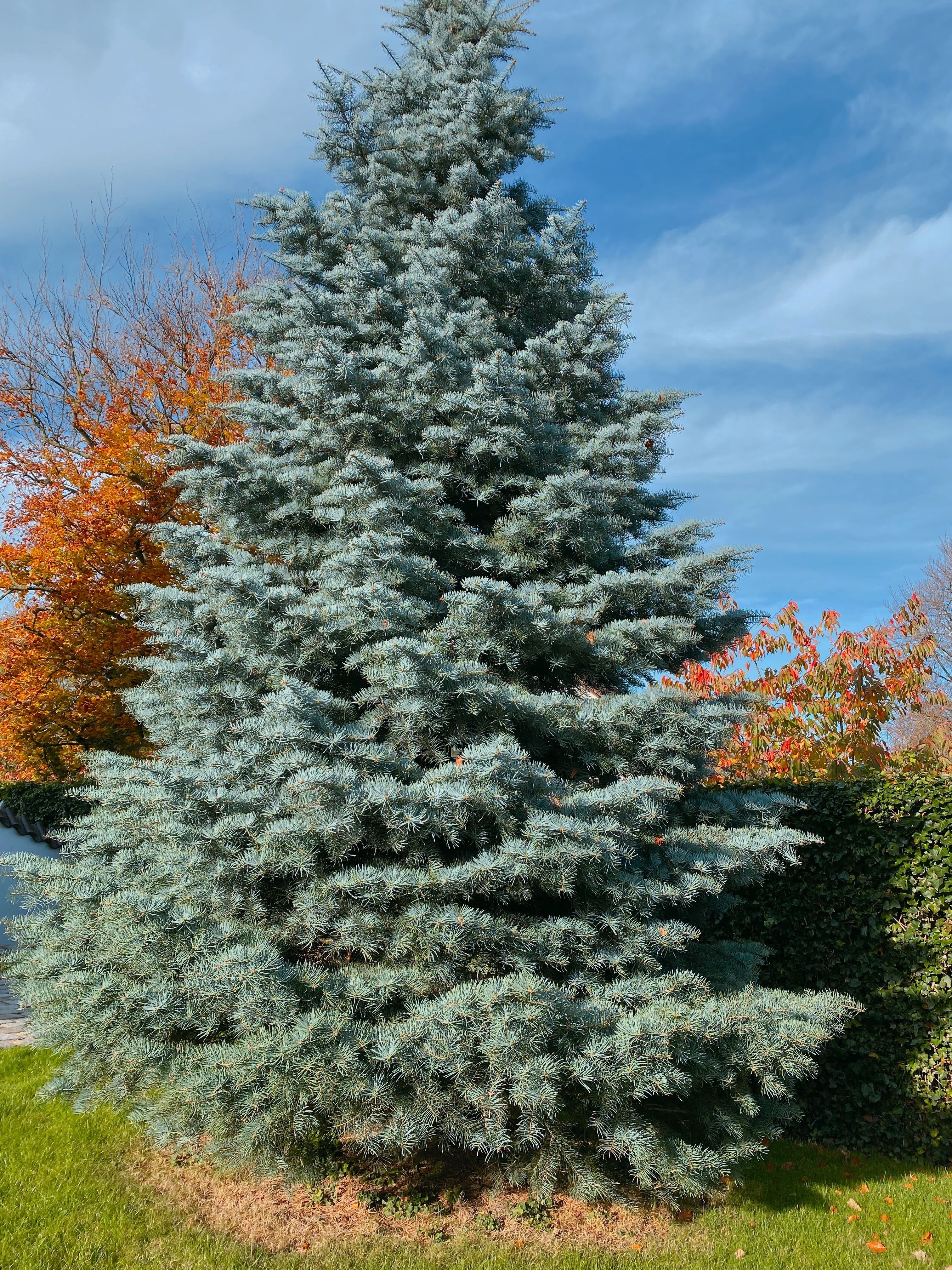 Pine Tree on Green Grass · Free Stock Photo