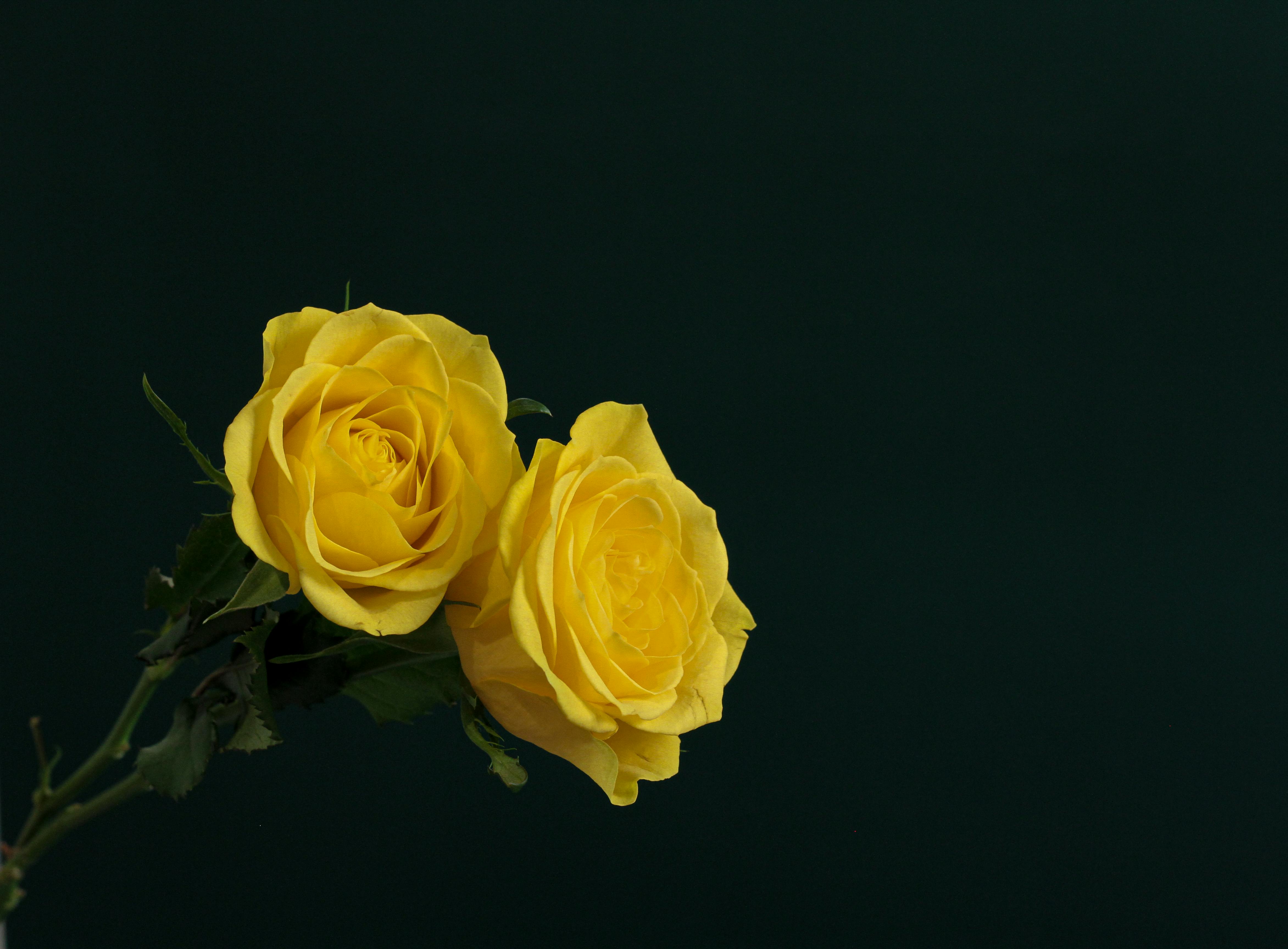Close-up Shot of a Yellow Roses · Free Stock Photo