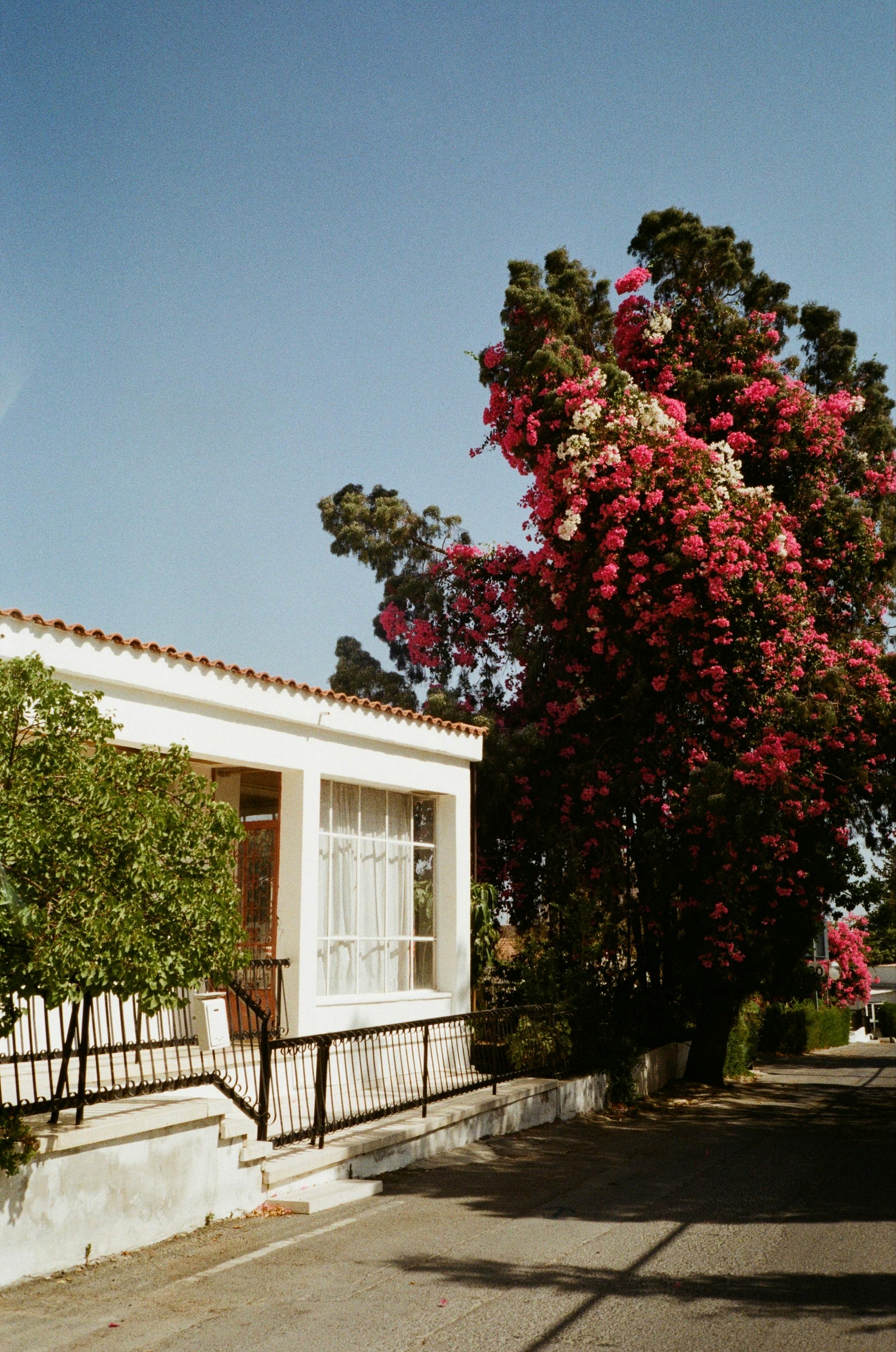 Wooden House and a Blossoming Tree in the Garden · Free Stock Photo