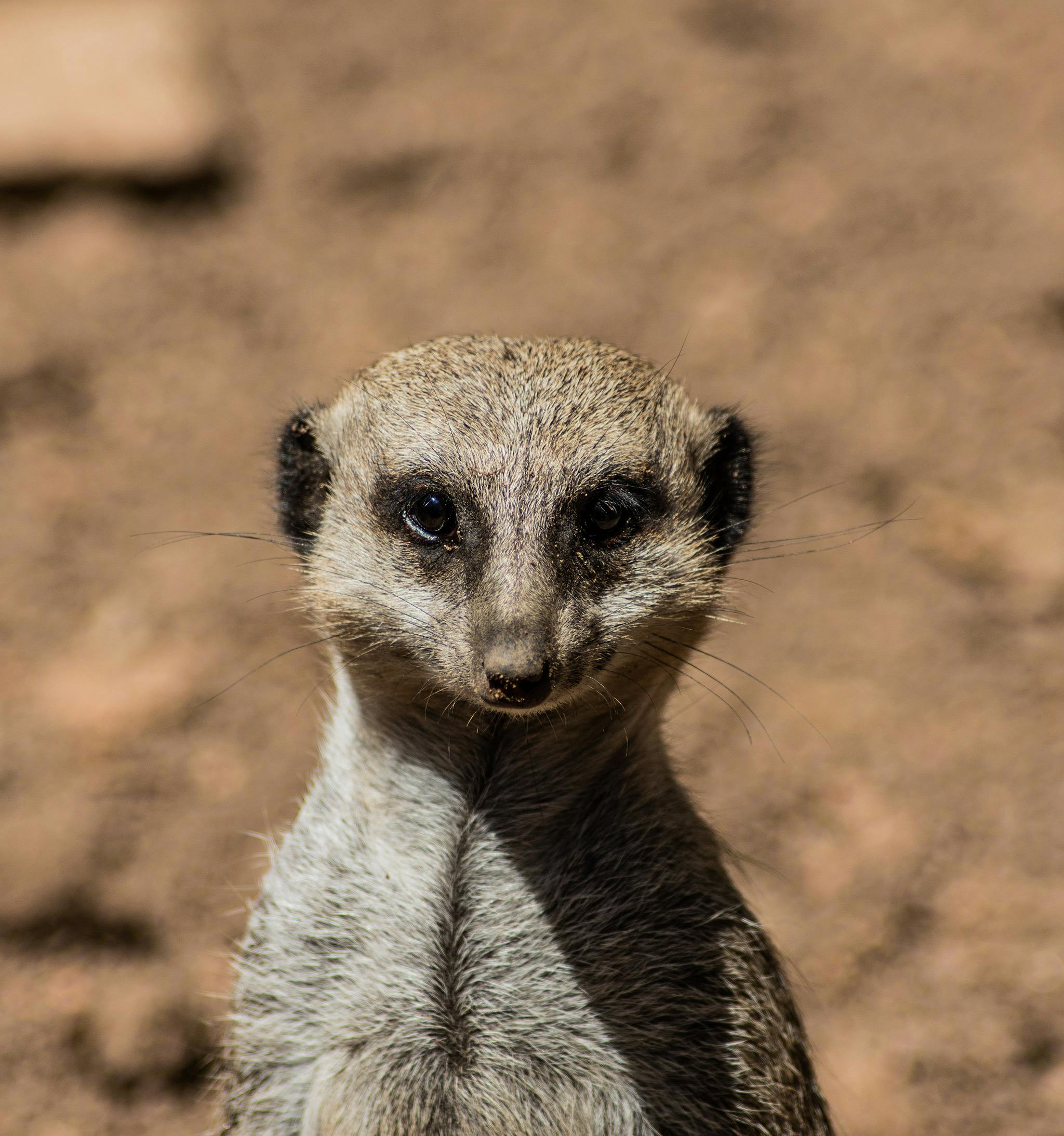 Close Up Photo of a Meerkat · Free Stock Photo