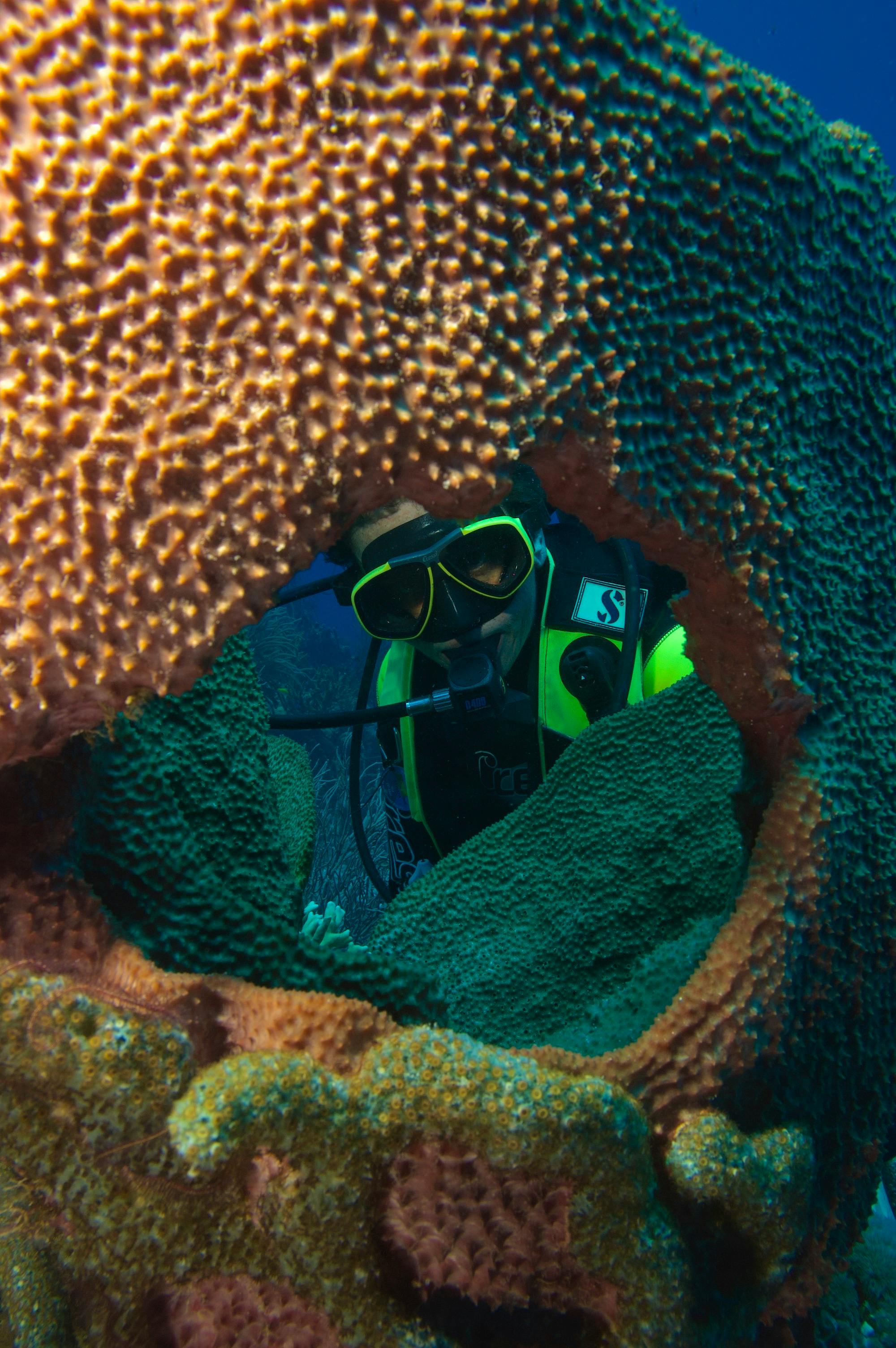 Diver Looking Through Coral Reef · Free Stock Photo