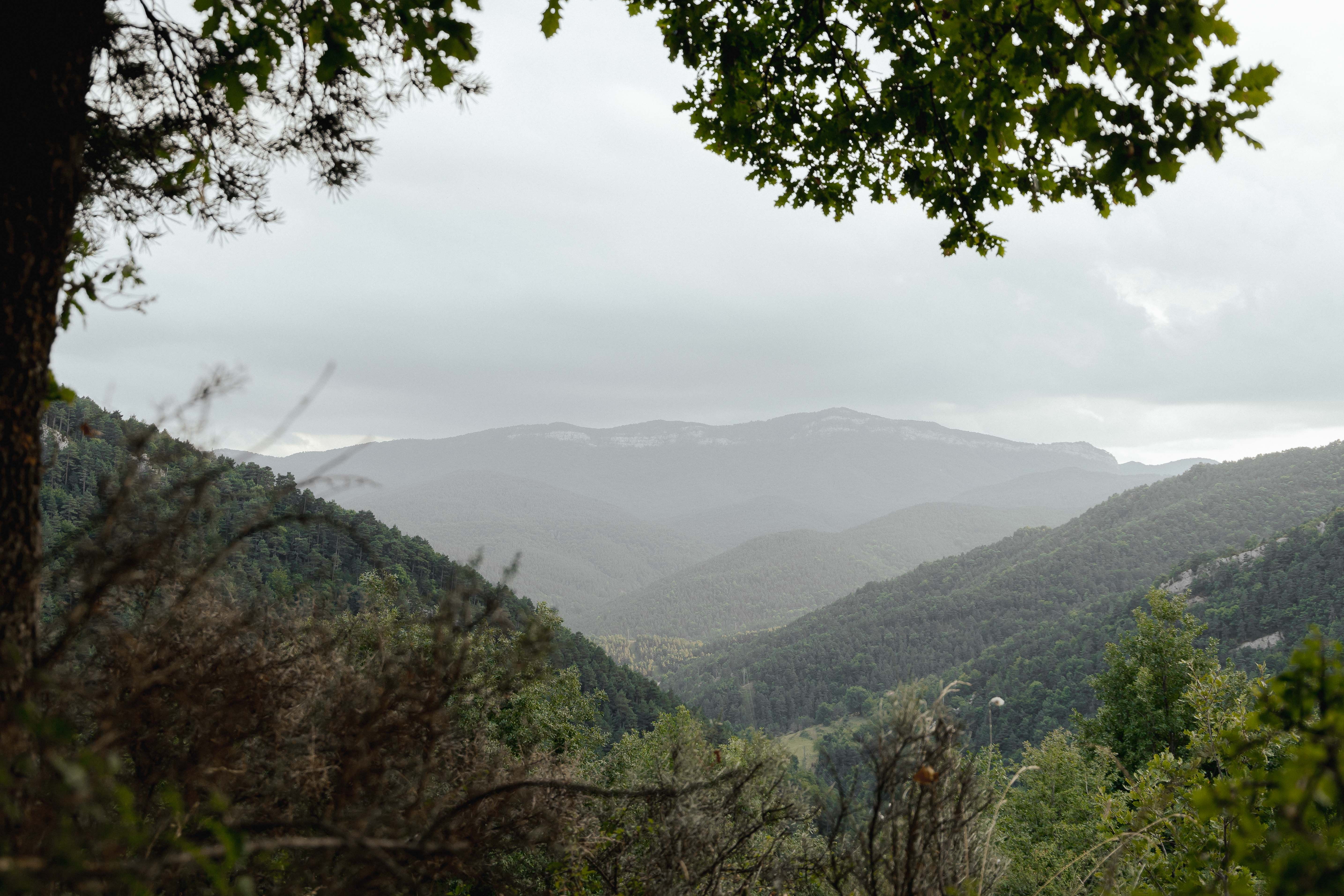 Raw Photos Trees Photos, Download The BEST Free Raw Photos Trees Stock ...