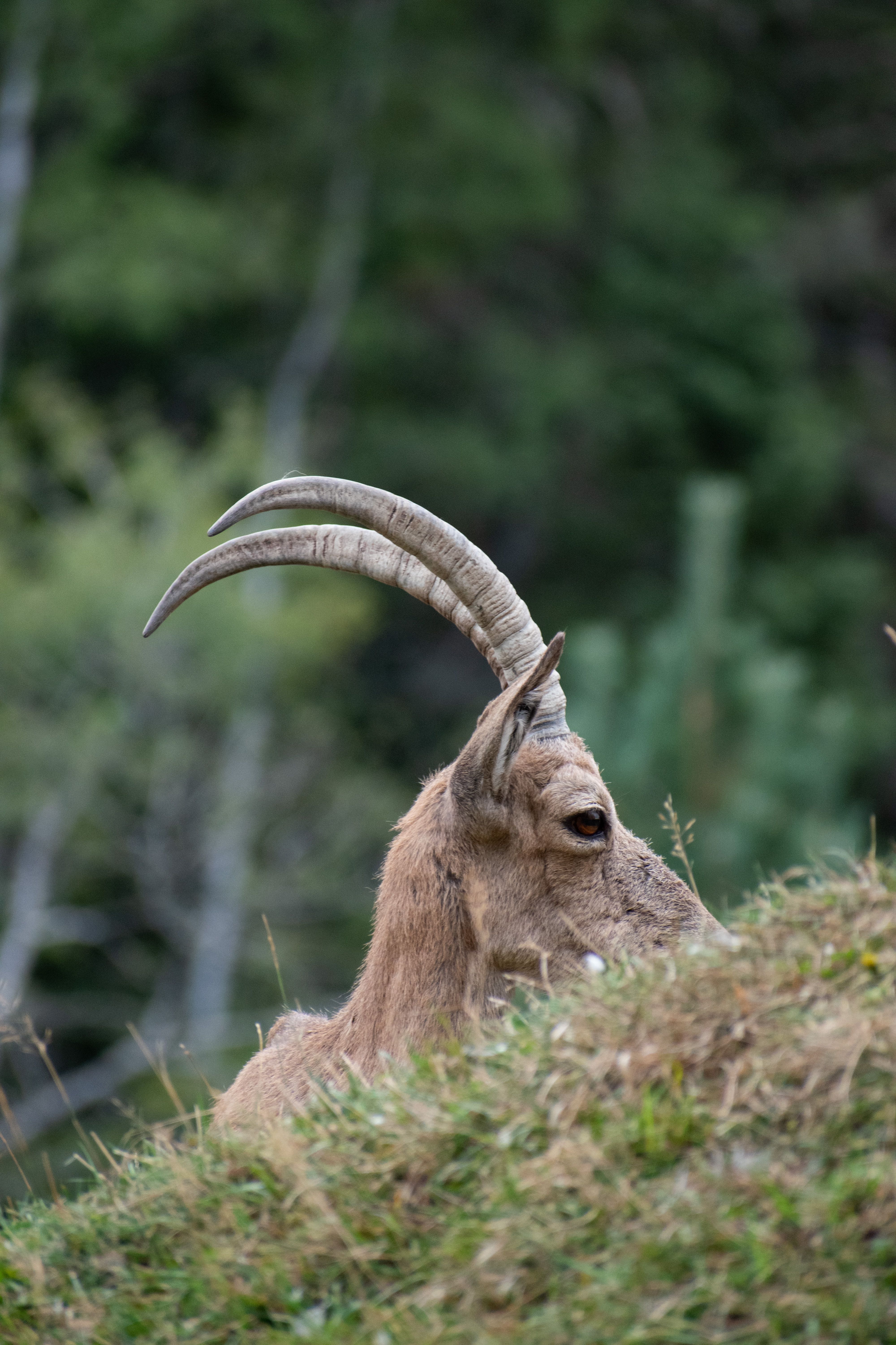 An Ibex in Nature · Free Stock Photo