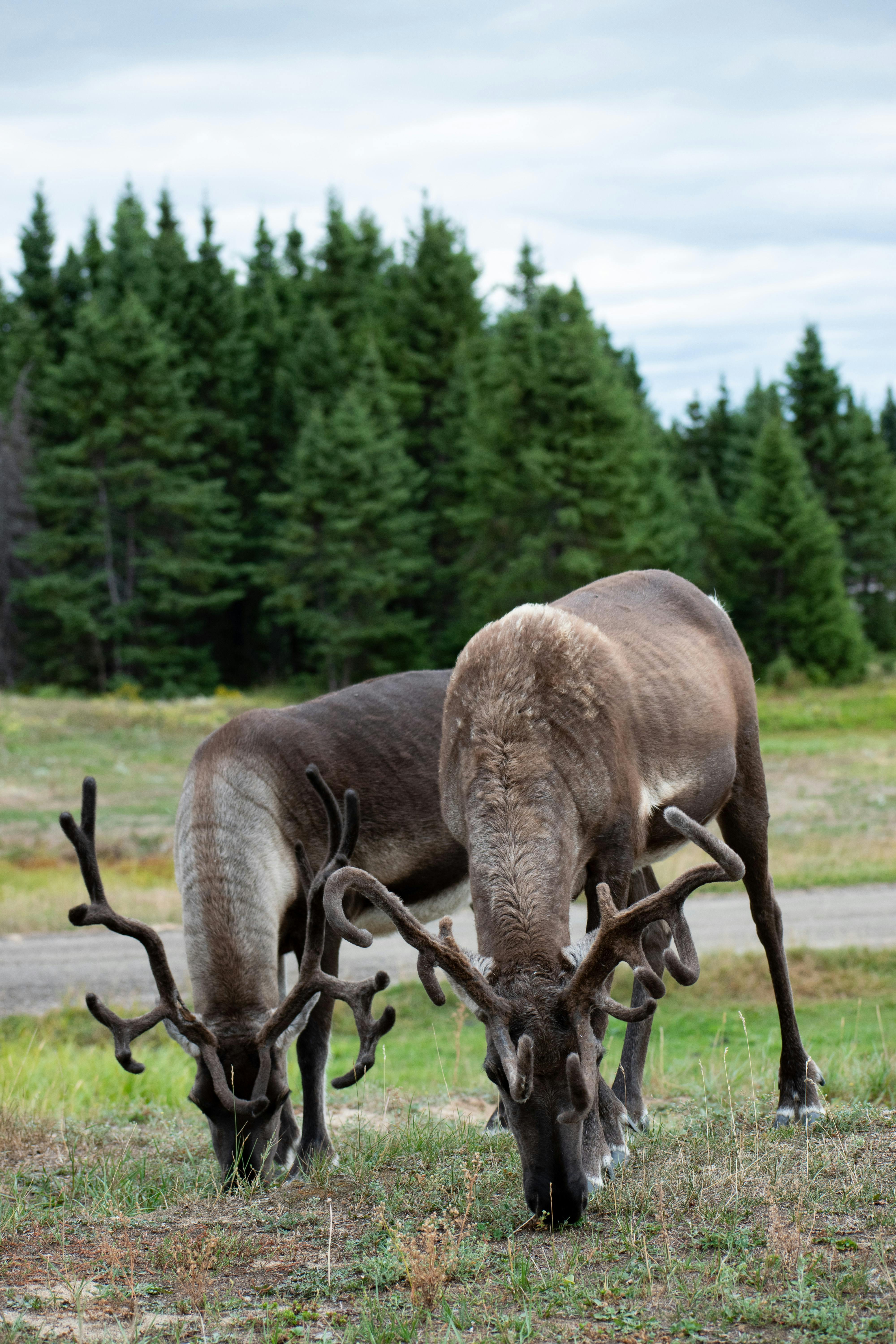 Reindeer Eating Grass · Free Stock Photo