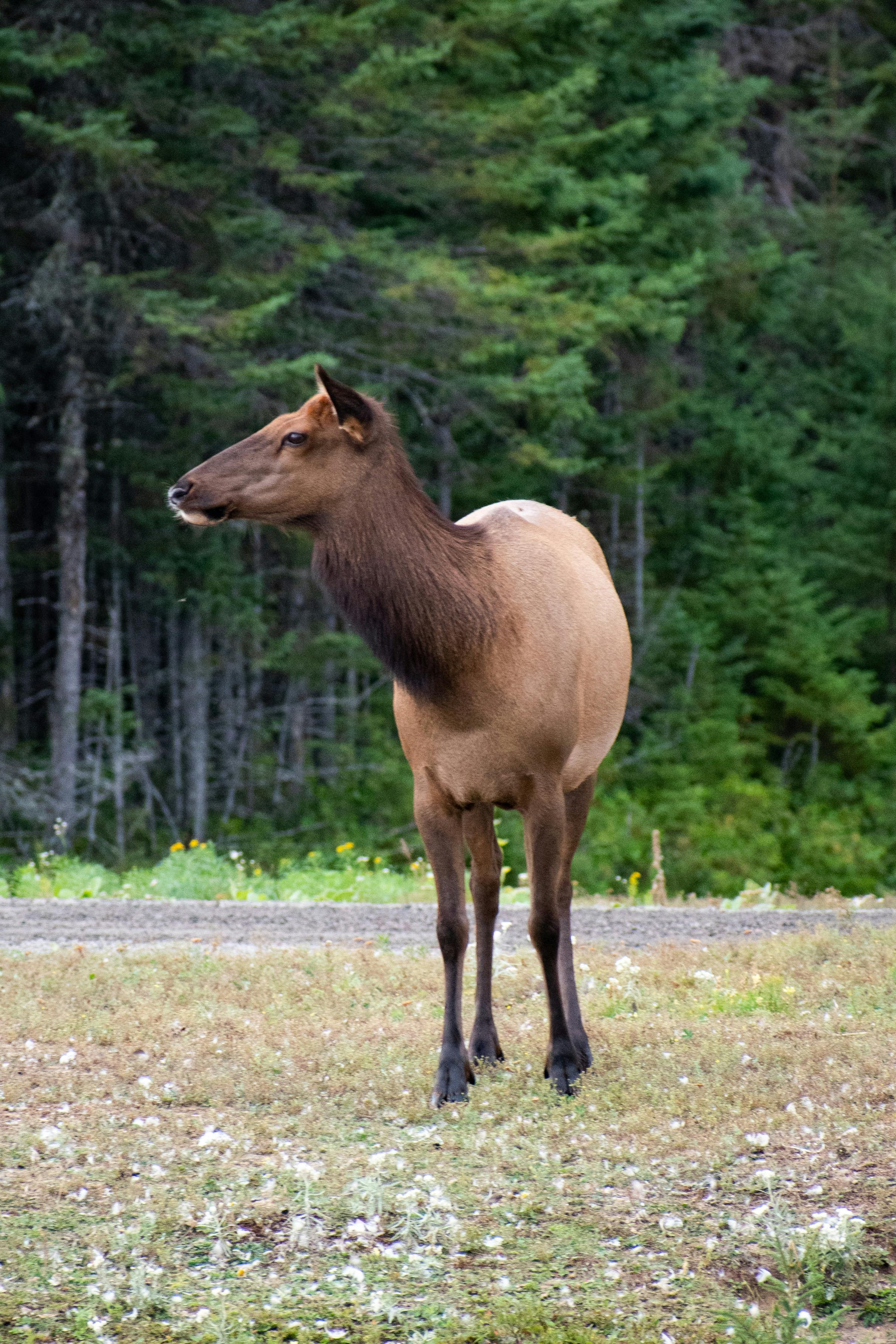 A Brown Elk near Tall Trees · Free Stock Photo