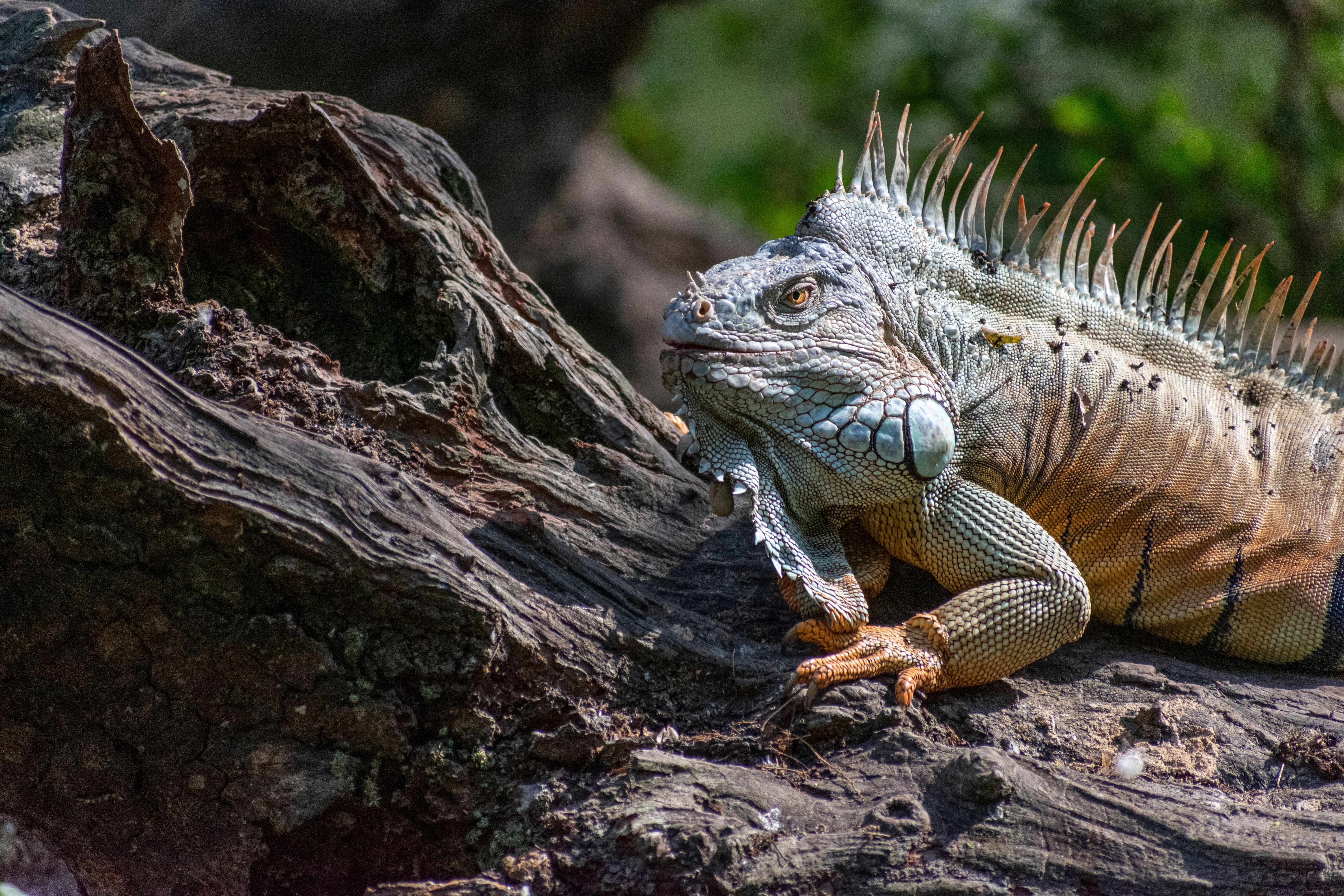 Reptiles Ecuador: Fun Facts About Wild Creatures