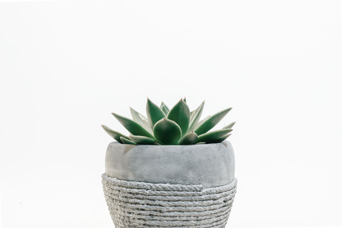 Succulent Photos, Download The BEST Free Succulent Stock Photos & HD Images