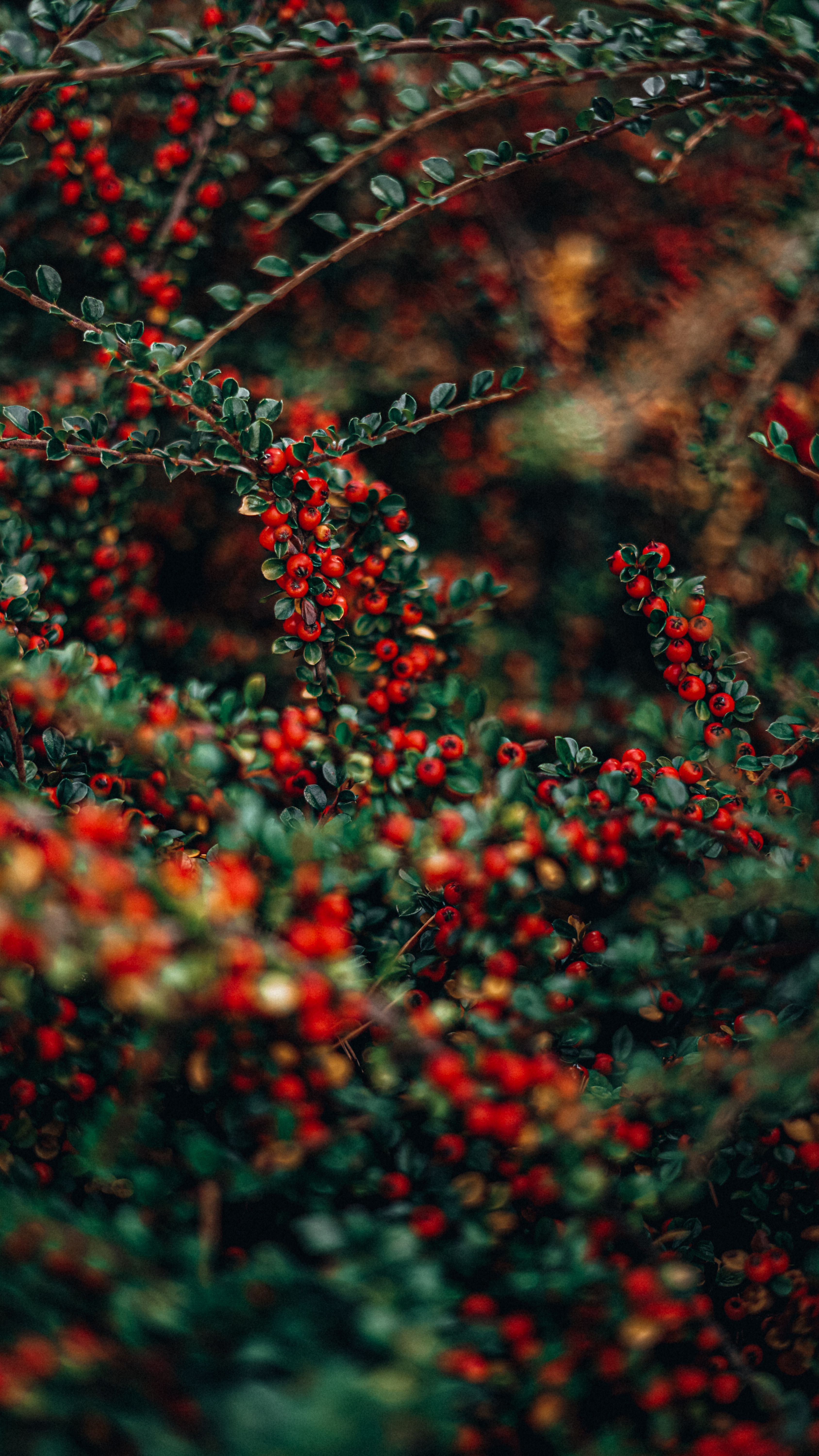 Shrub with Red Berries · Free Stock Photo