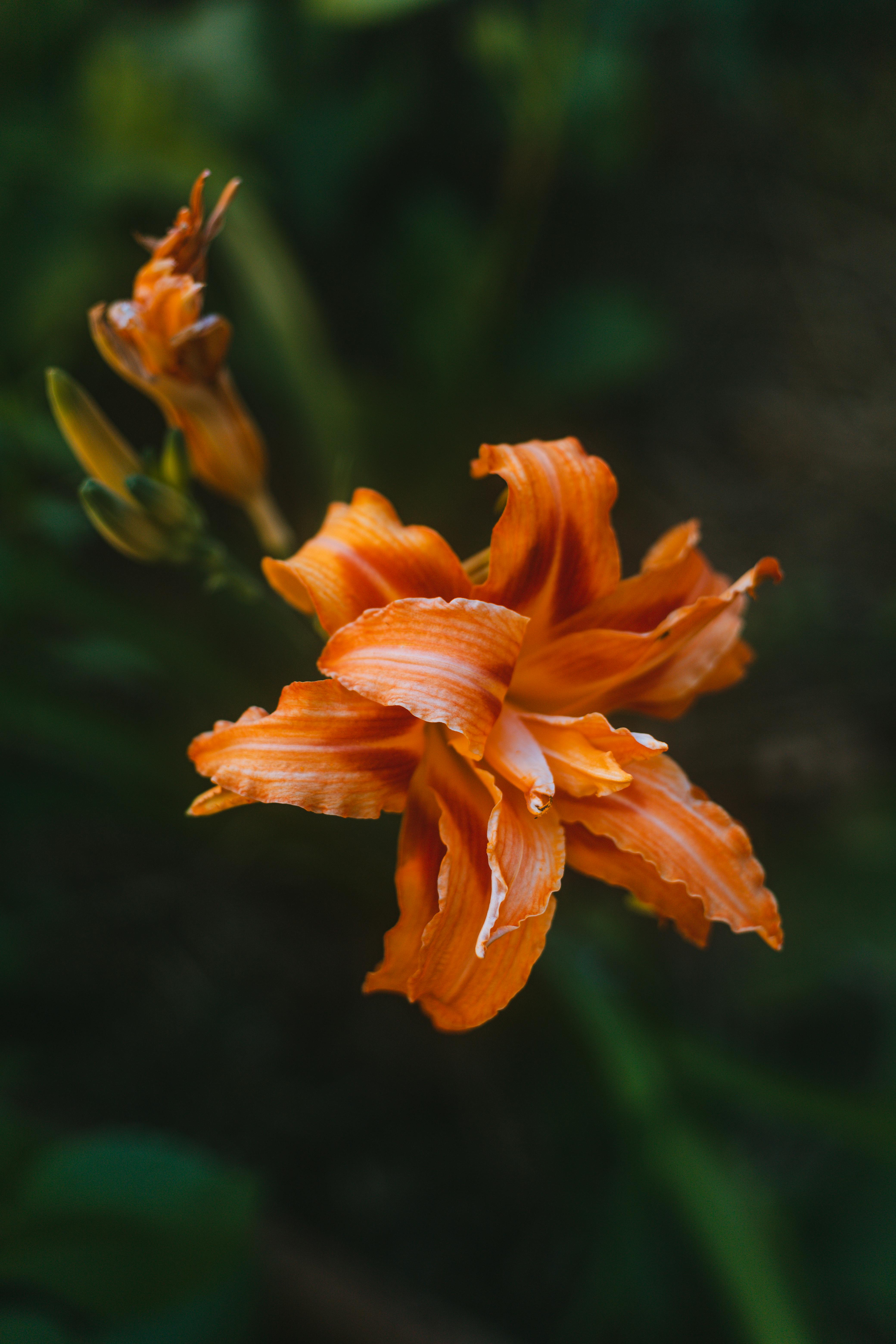 Orange Flower · Free Stock Photo