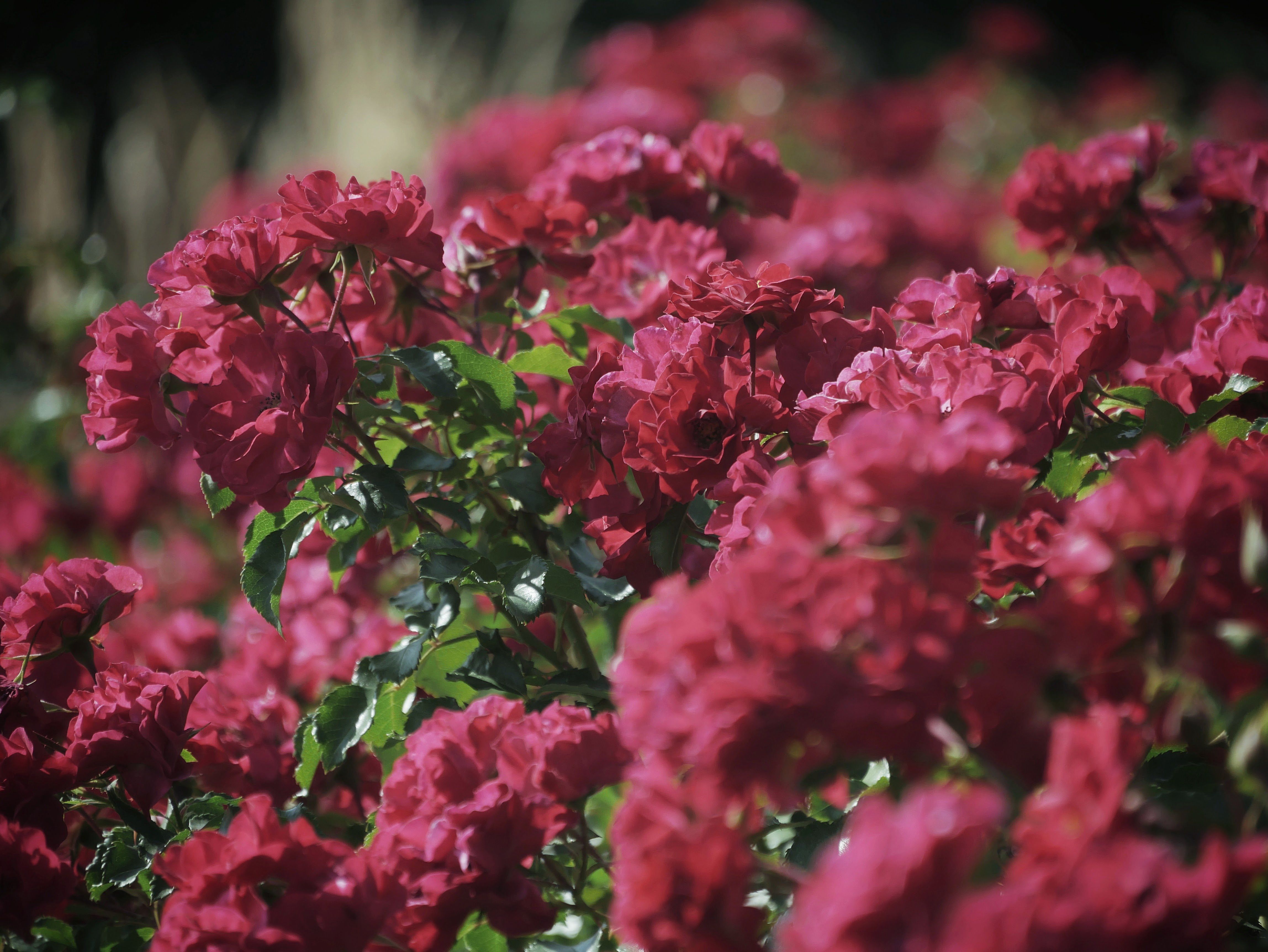 Red Rose in Bloom · Free Stock Photo