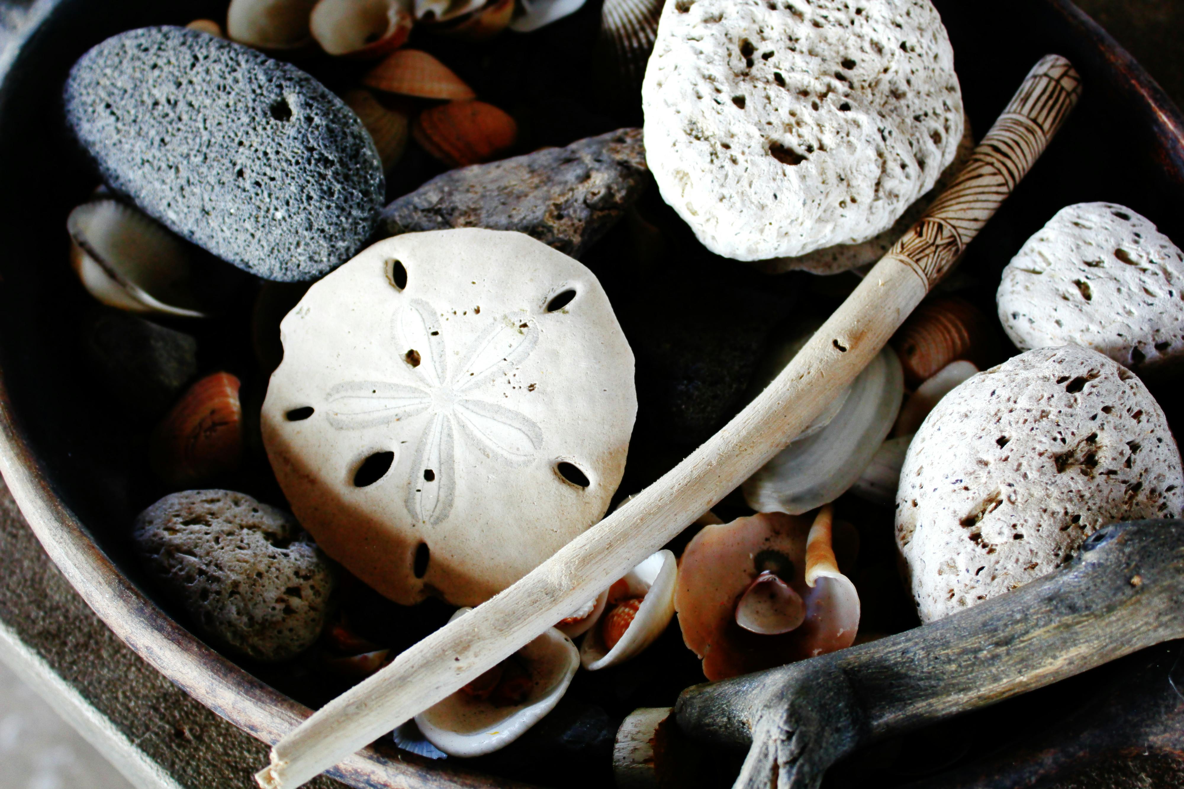 Free stock photo of rocks, sand dollar, sea shells