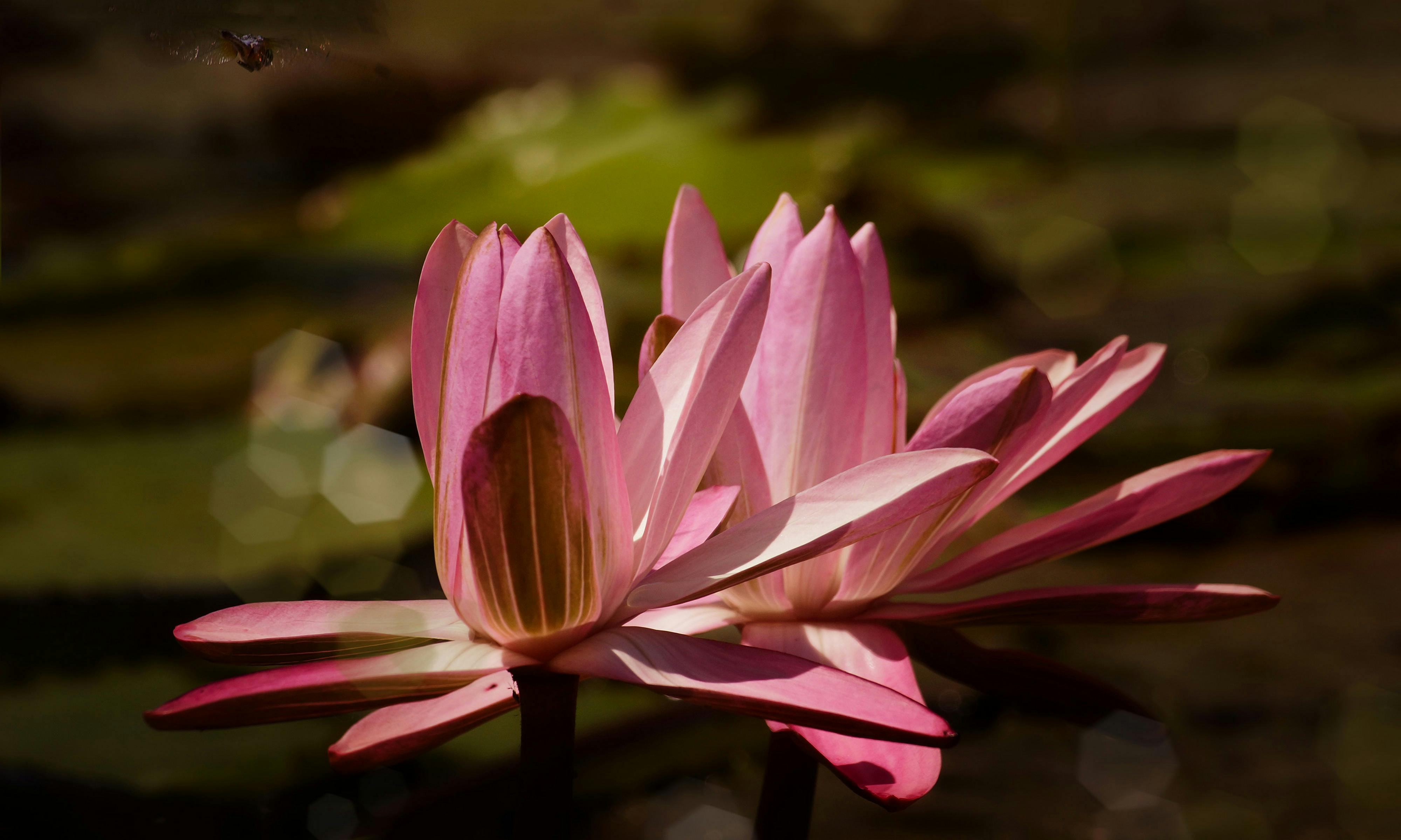 Close-Up Shot of White Flowers on Water · Free Stock Photo