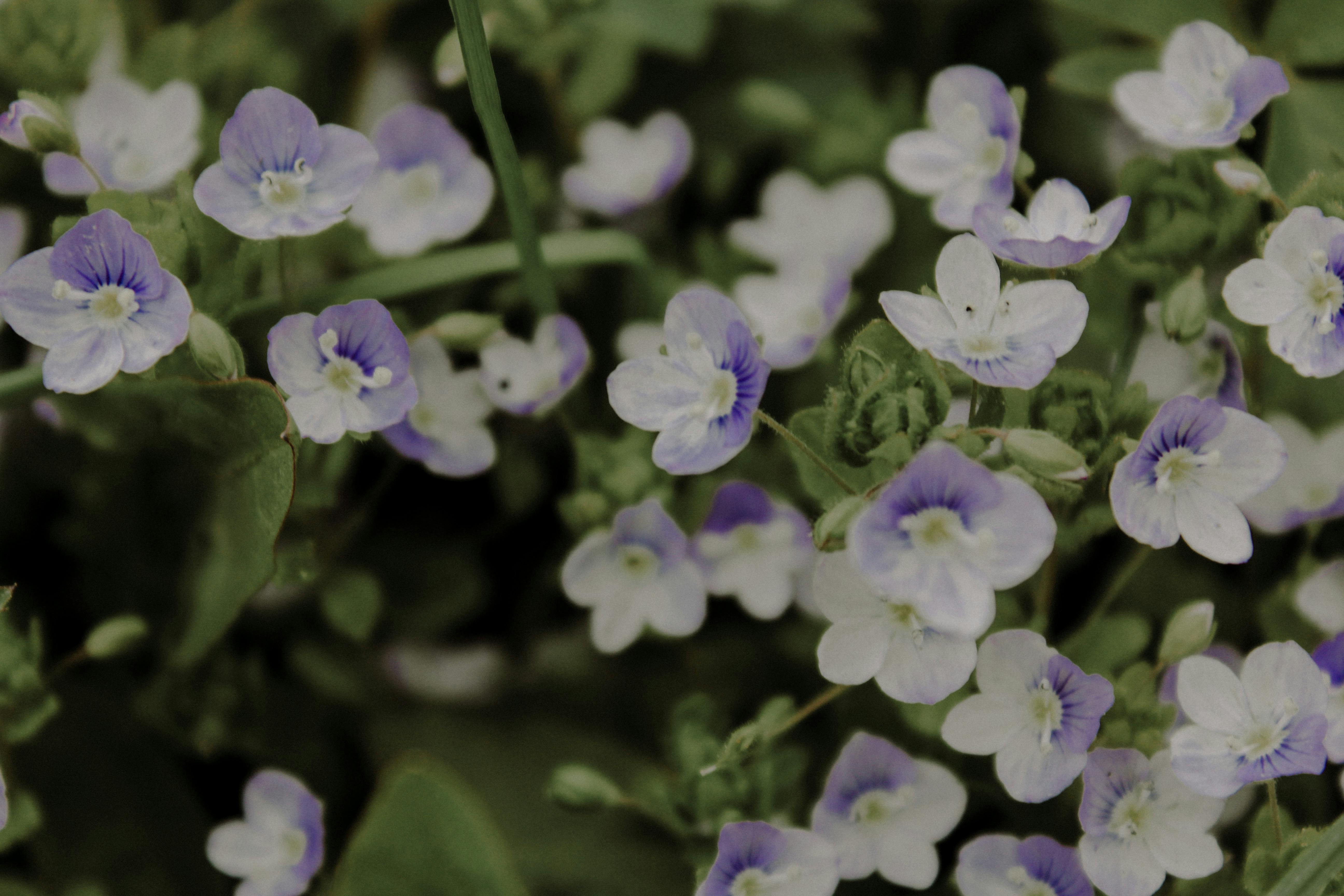 Persian Speedwell Photos, Download The BEST Free Persian Speedwell ...