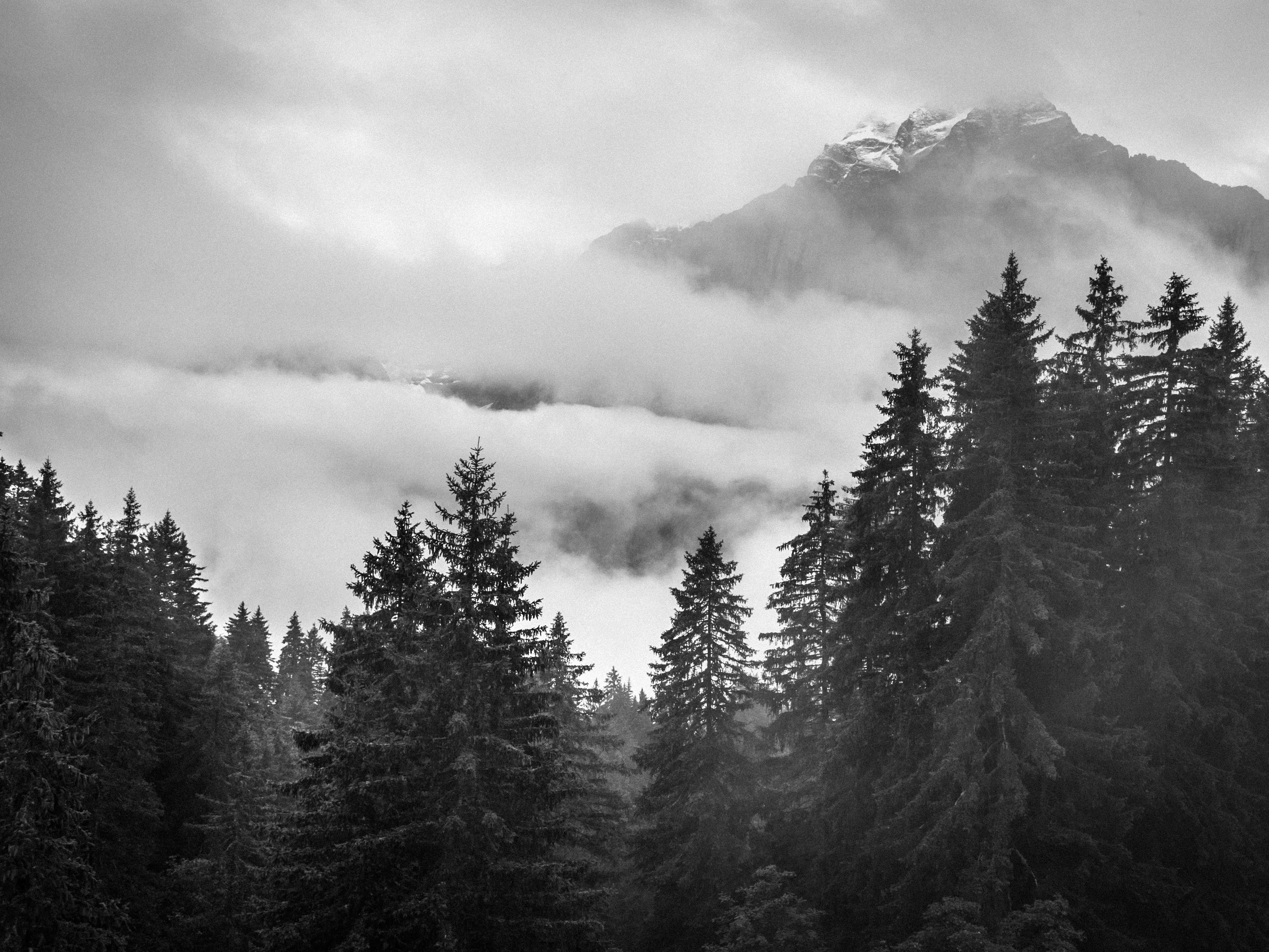 Grayscale Photo of Trees · Free Stock Photo
