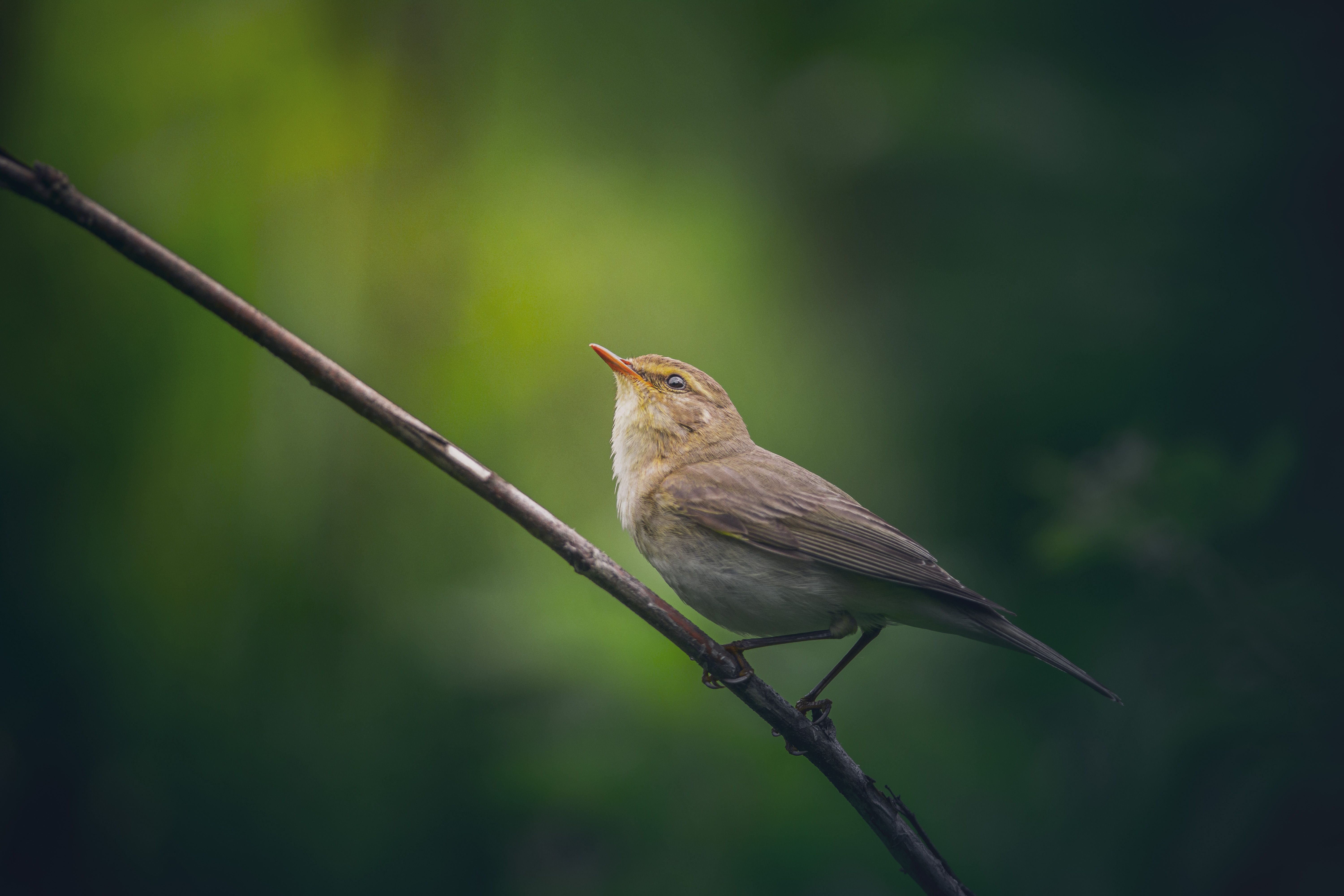 Warblers Photos, Download The BEST Free Warblers Stock Photos & HD Images