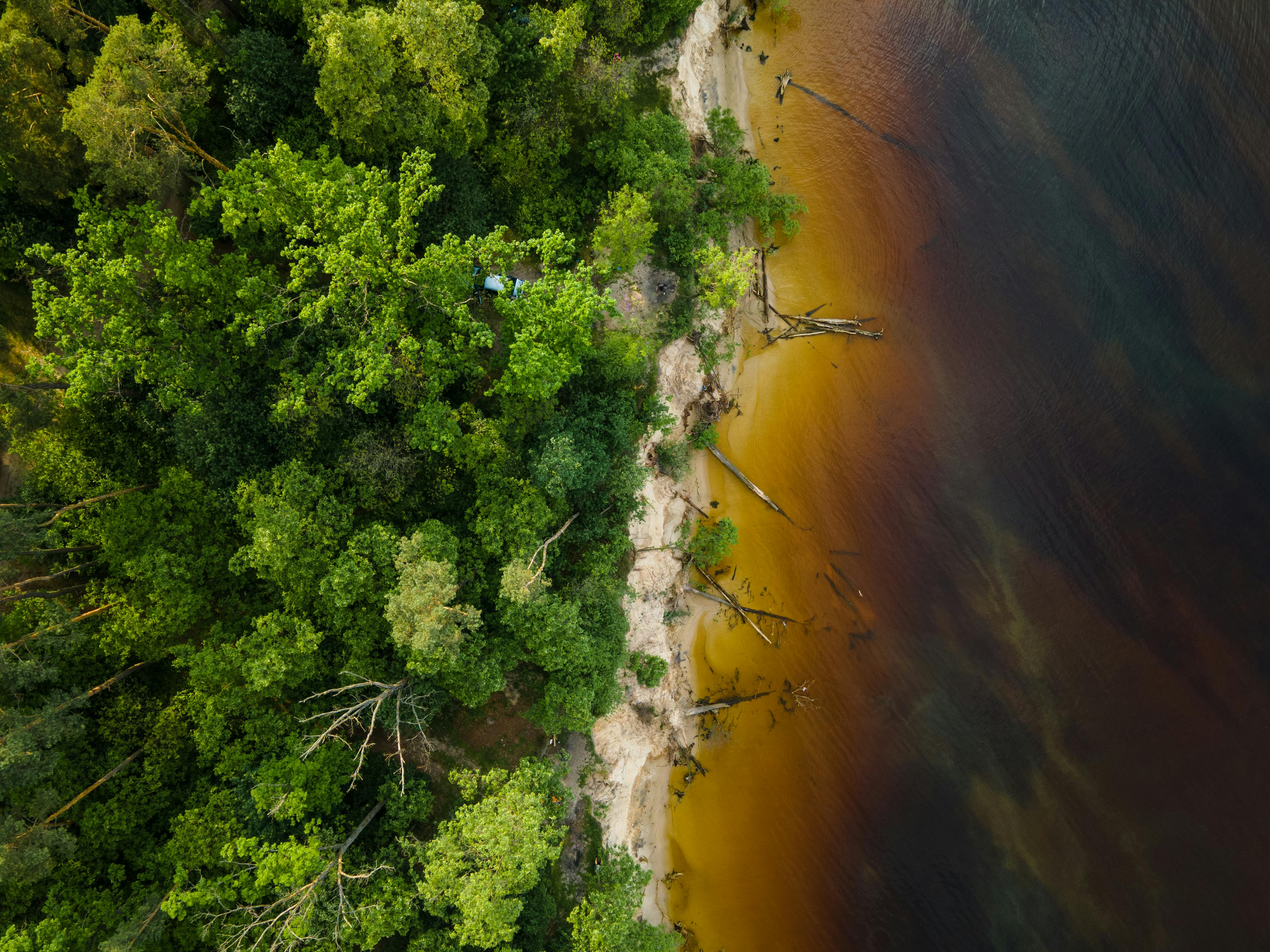 Forest on Sea Shore · Free Stock Photo