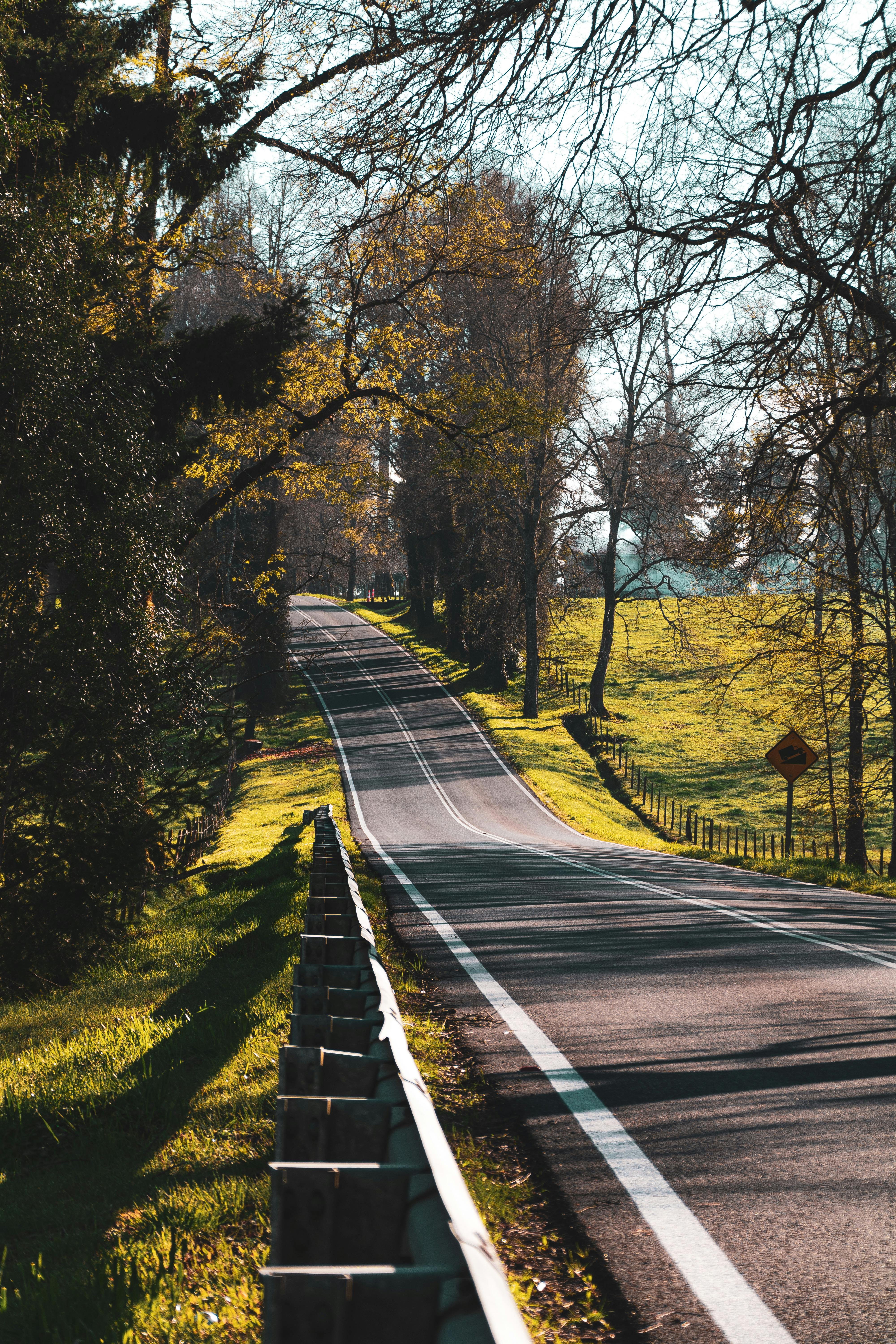 An Empty Road Between Green Trees · Free Stock Photo