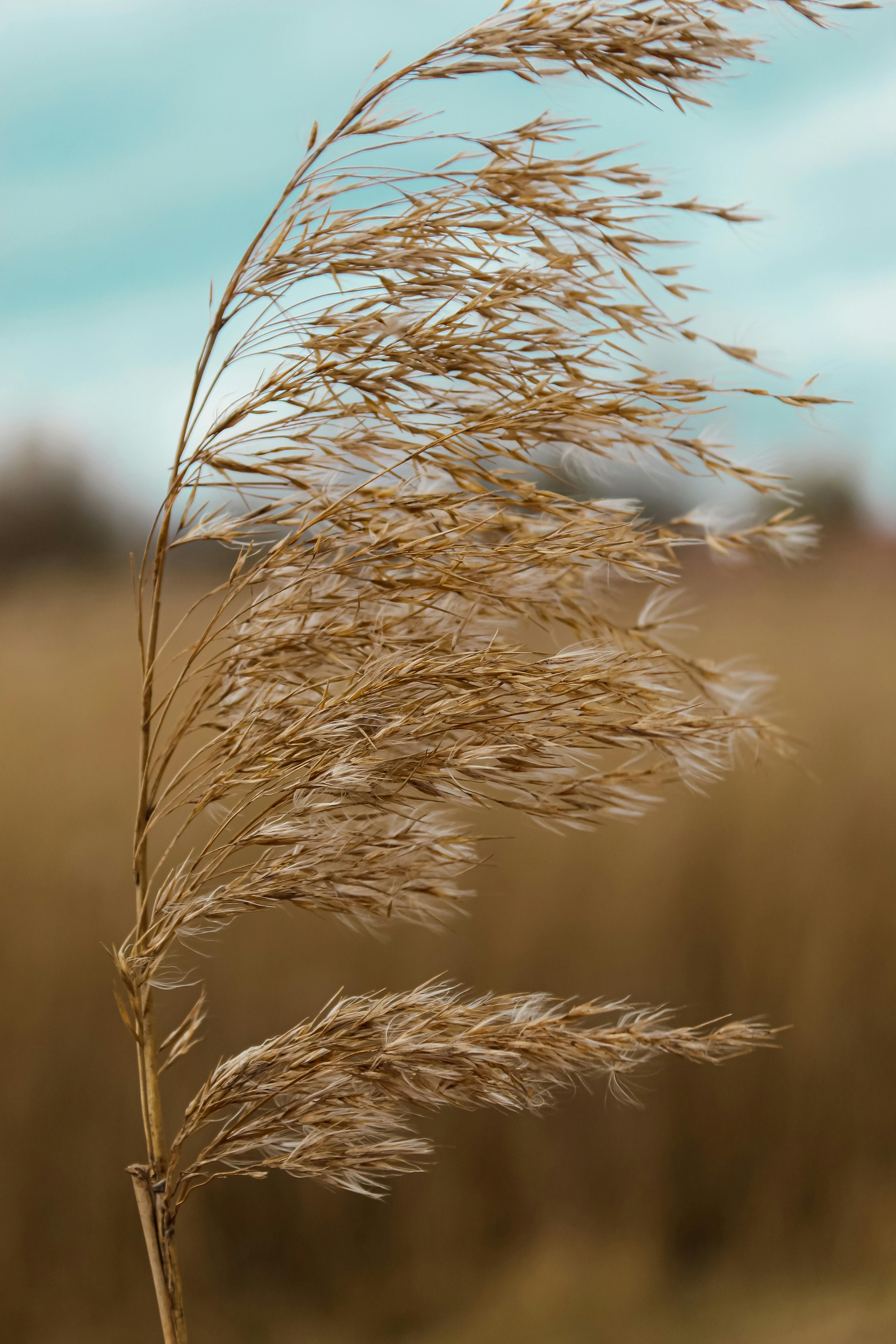 Close-Up of Dried Reeds · Free Stock Photo