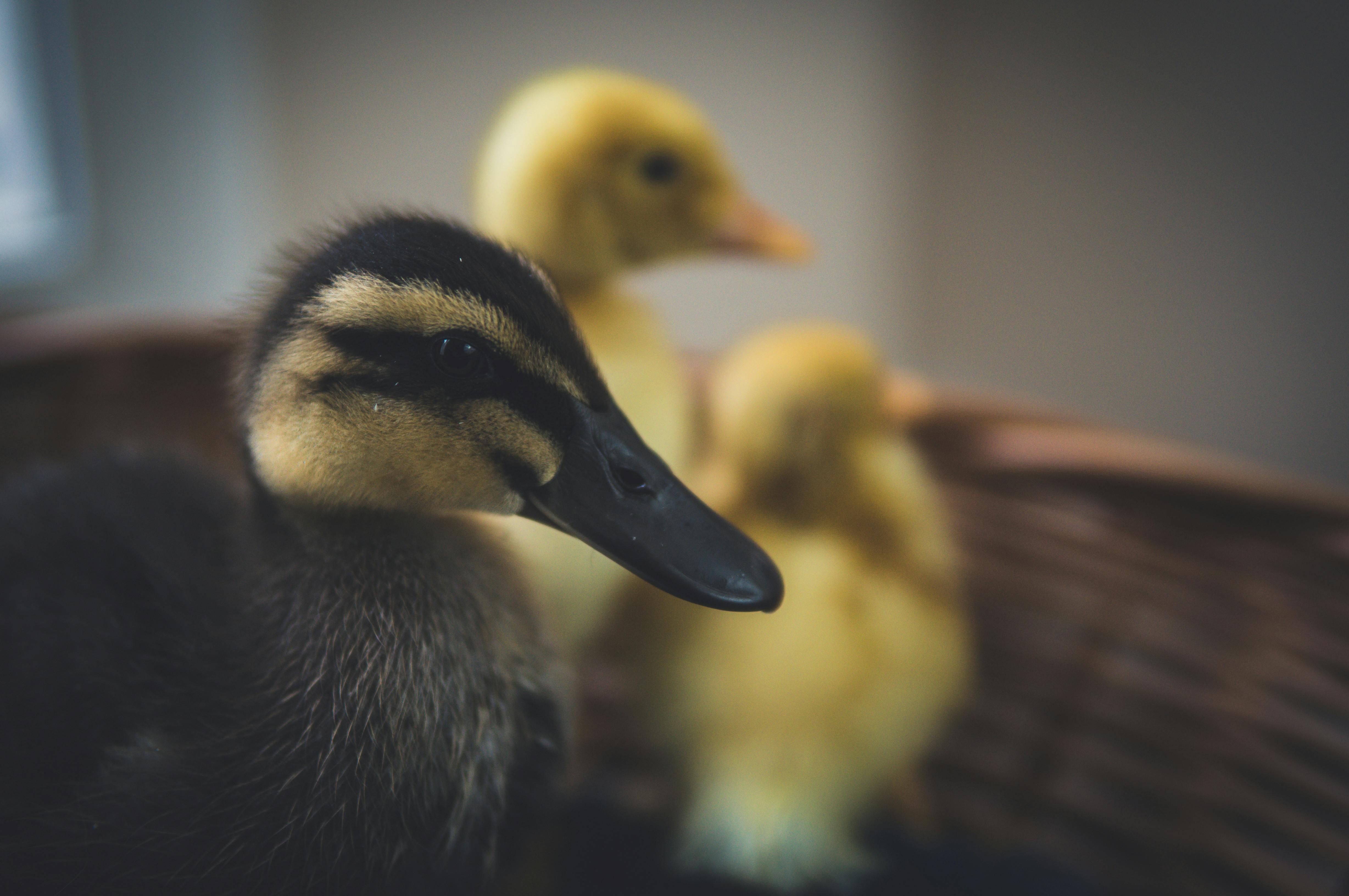 White and Brown Duck With Yellow and Black Ducklings Walking in Gray ...