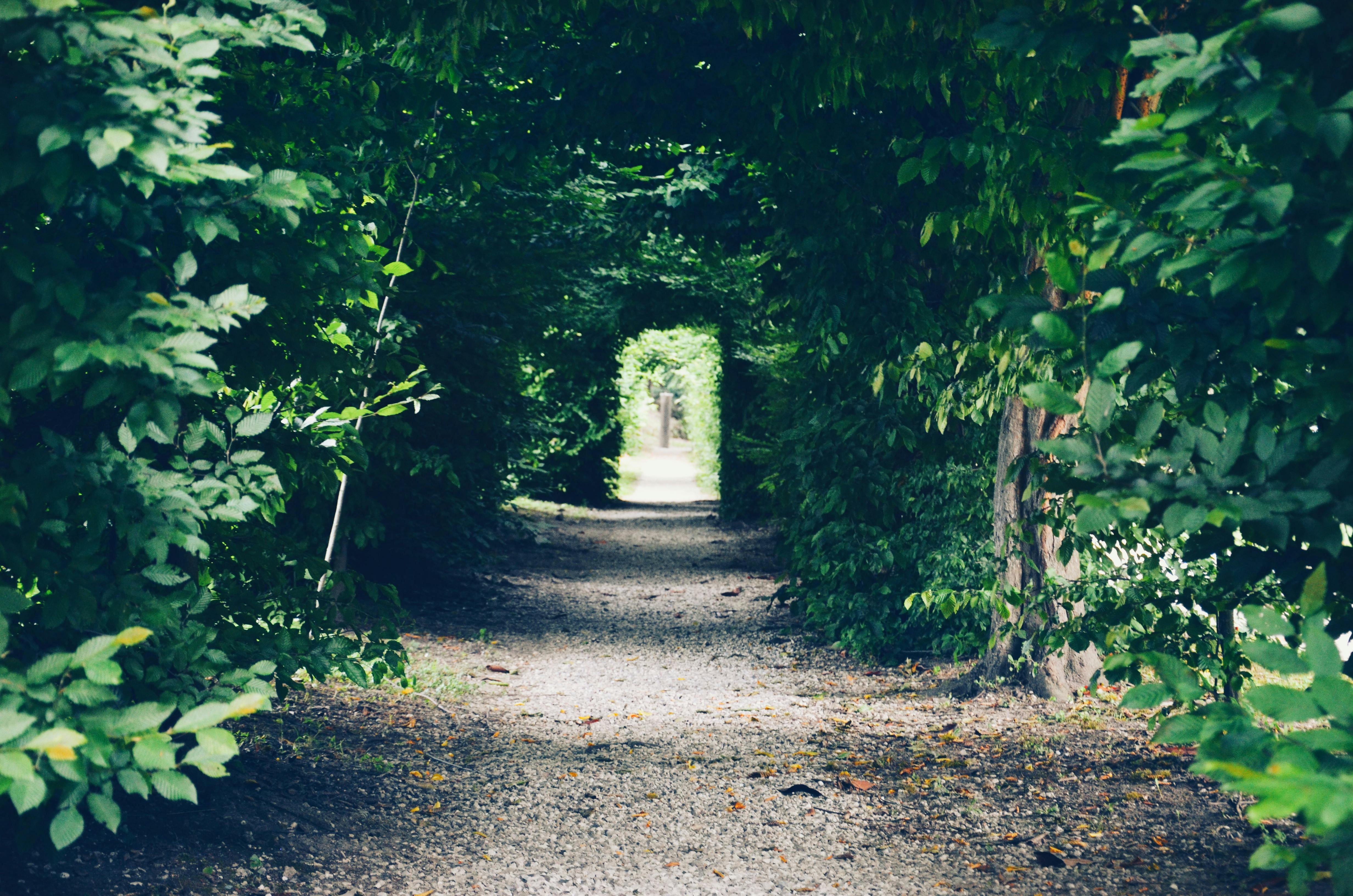 An Unpaved Pathway surrounded by Trees · Free Stock Photo