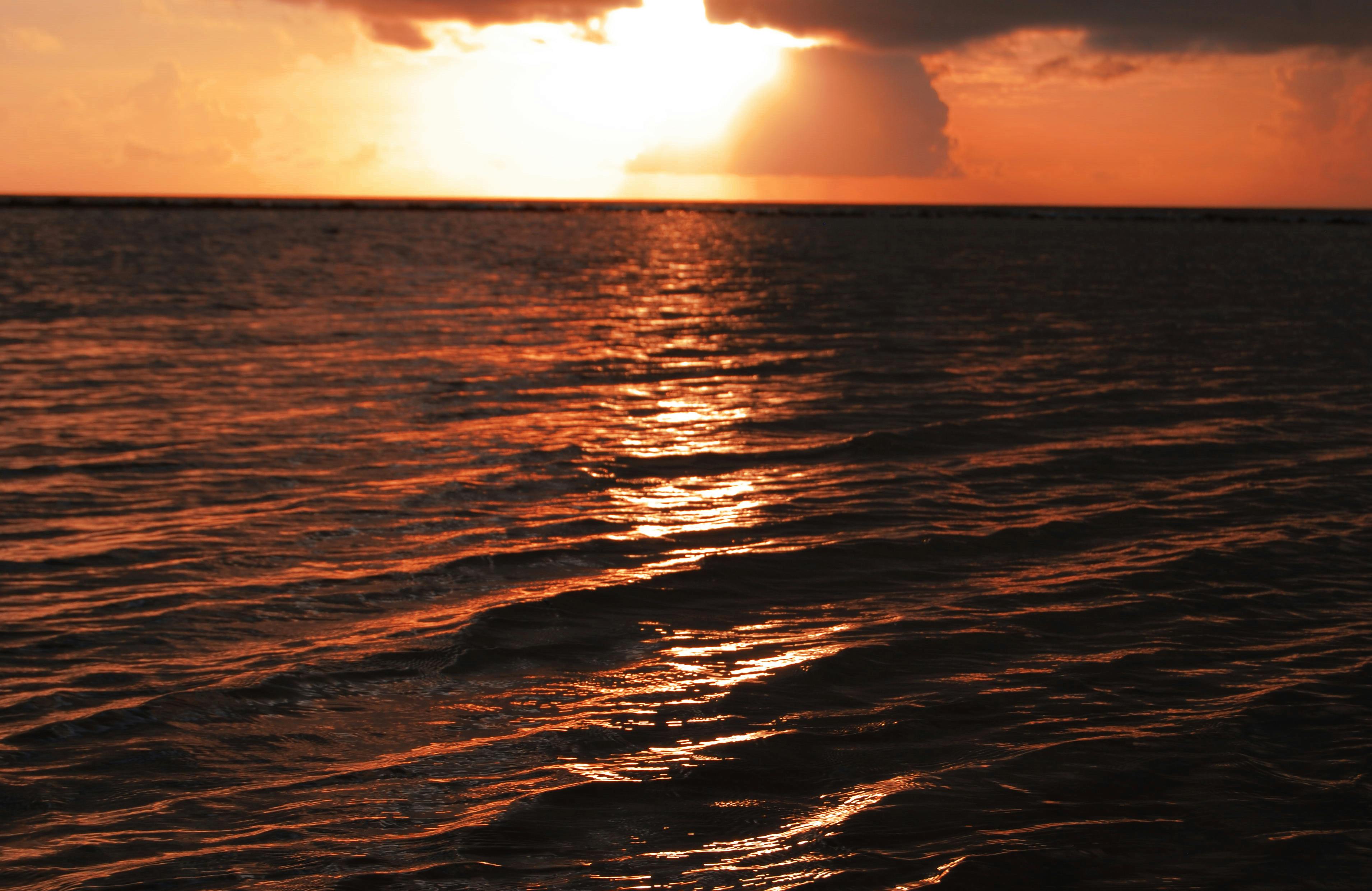 Free stock photo of evening sun, filter, nature photography