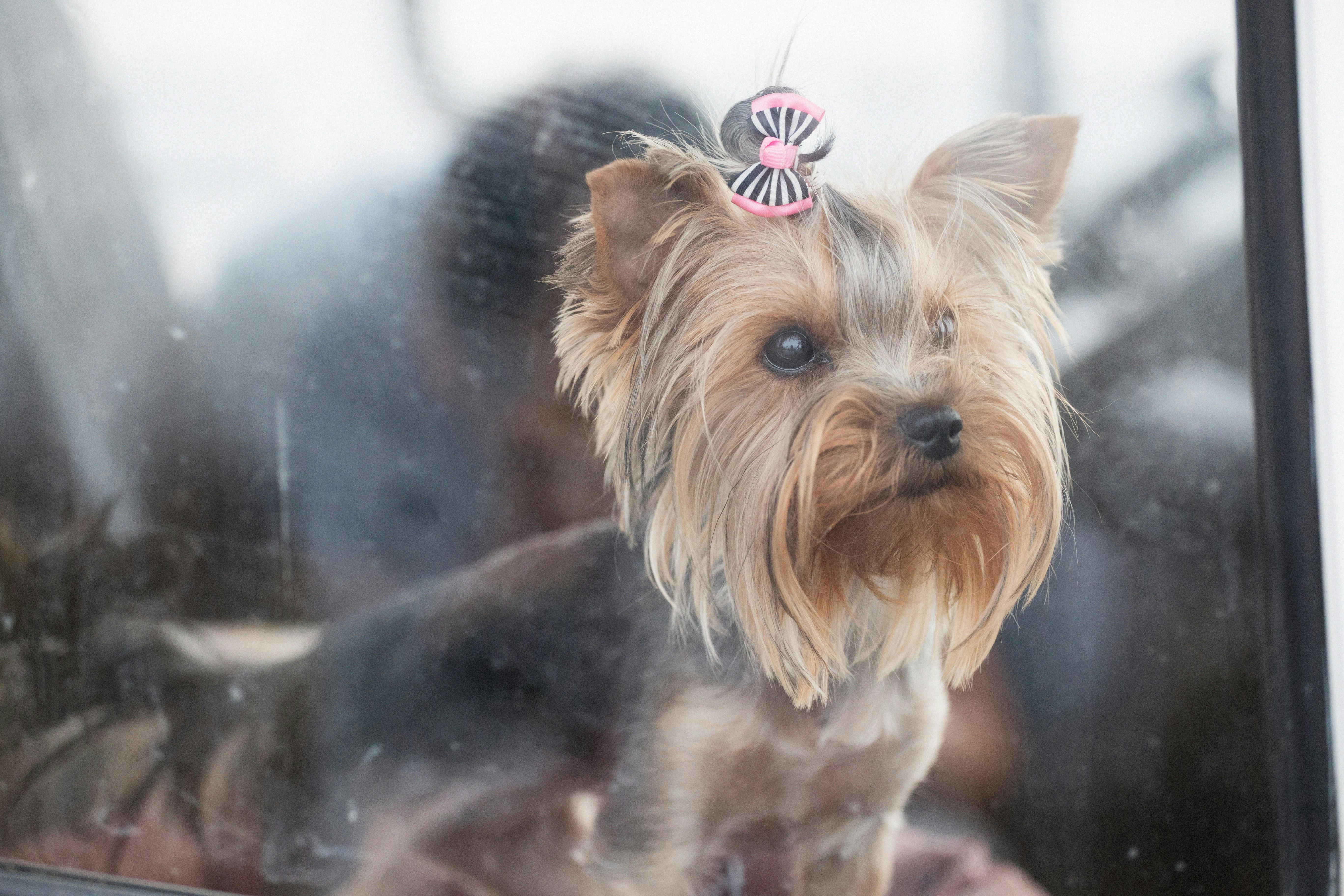 Cute Dog Behind Window · Free Stock Photo