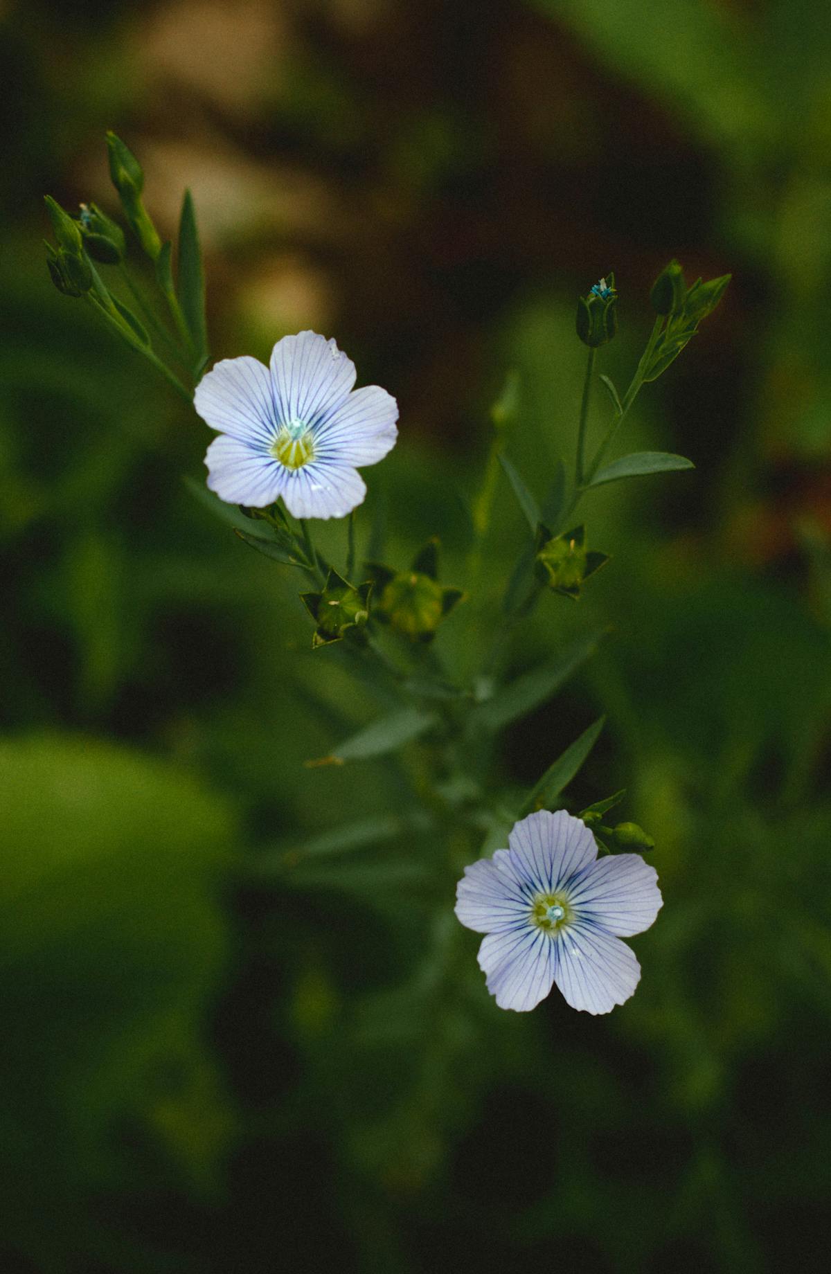 Linum Pratense Photos, Download The BEST Free Linum Pratense Stock ...