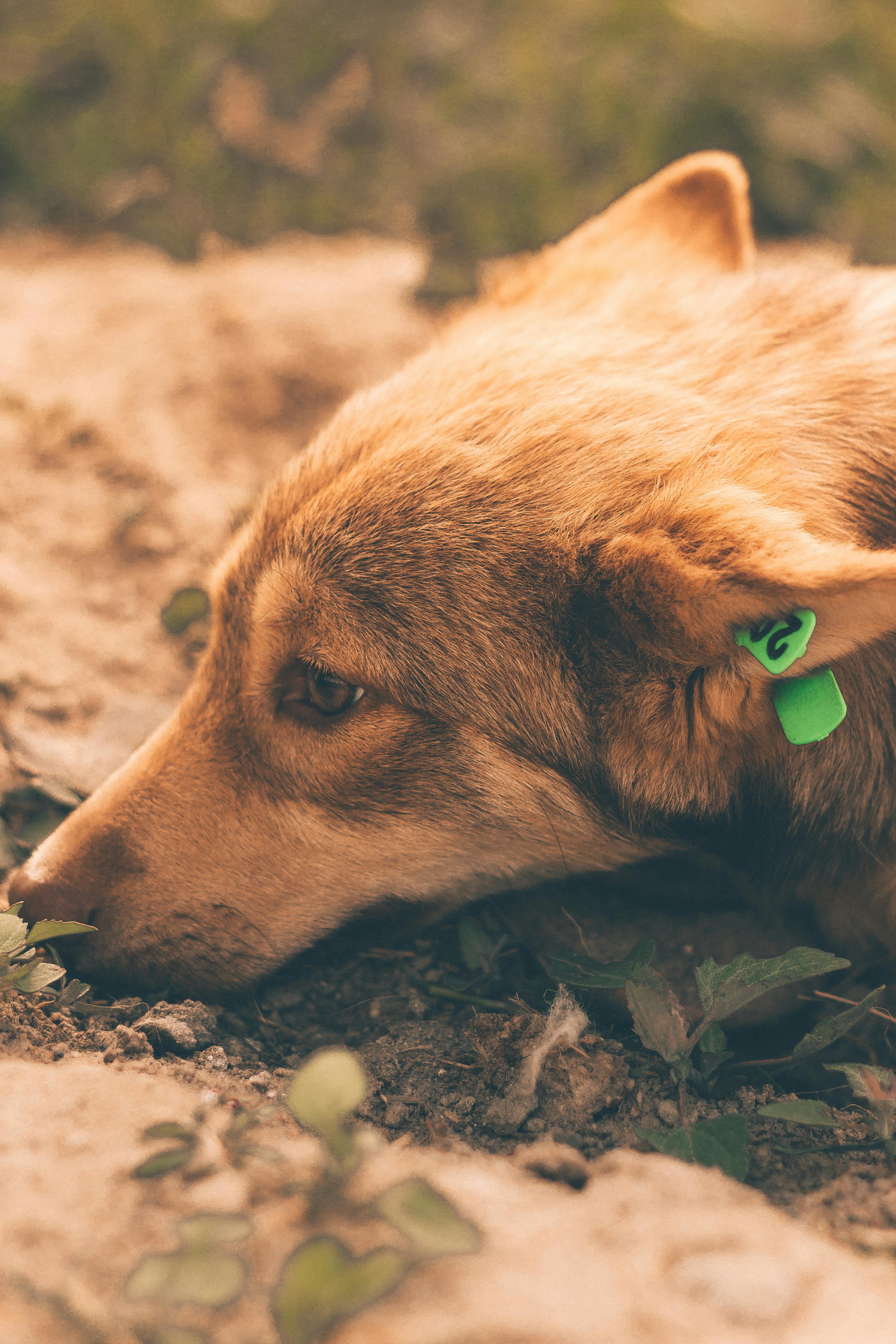 Close Up Photo of Dogs · Free Stock Photo