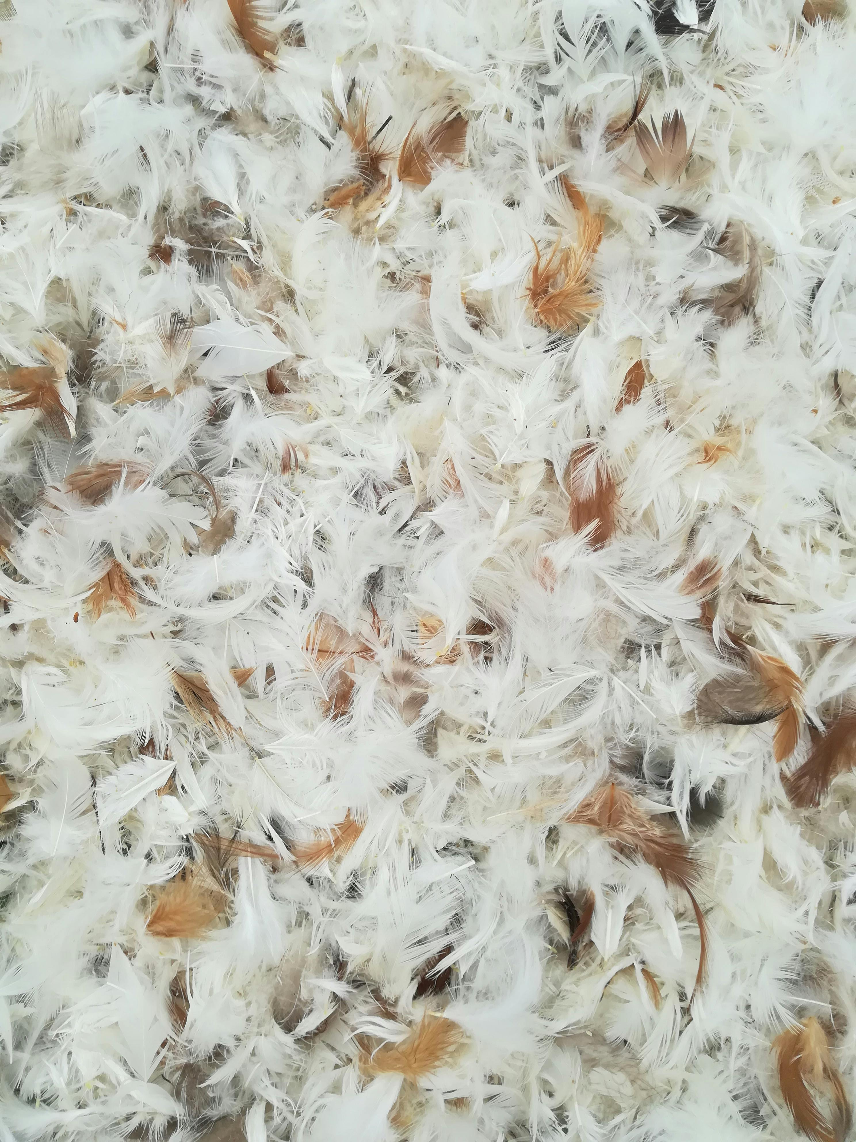 Soft Feathers Photos, Download The BEST Free Soft Feathers Stock Photos ...