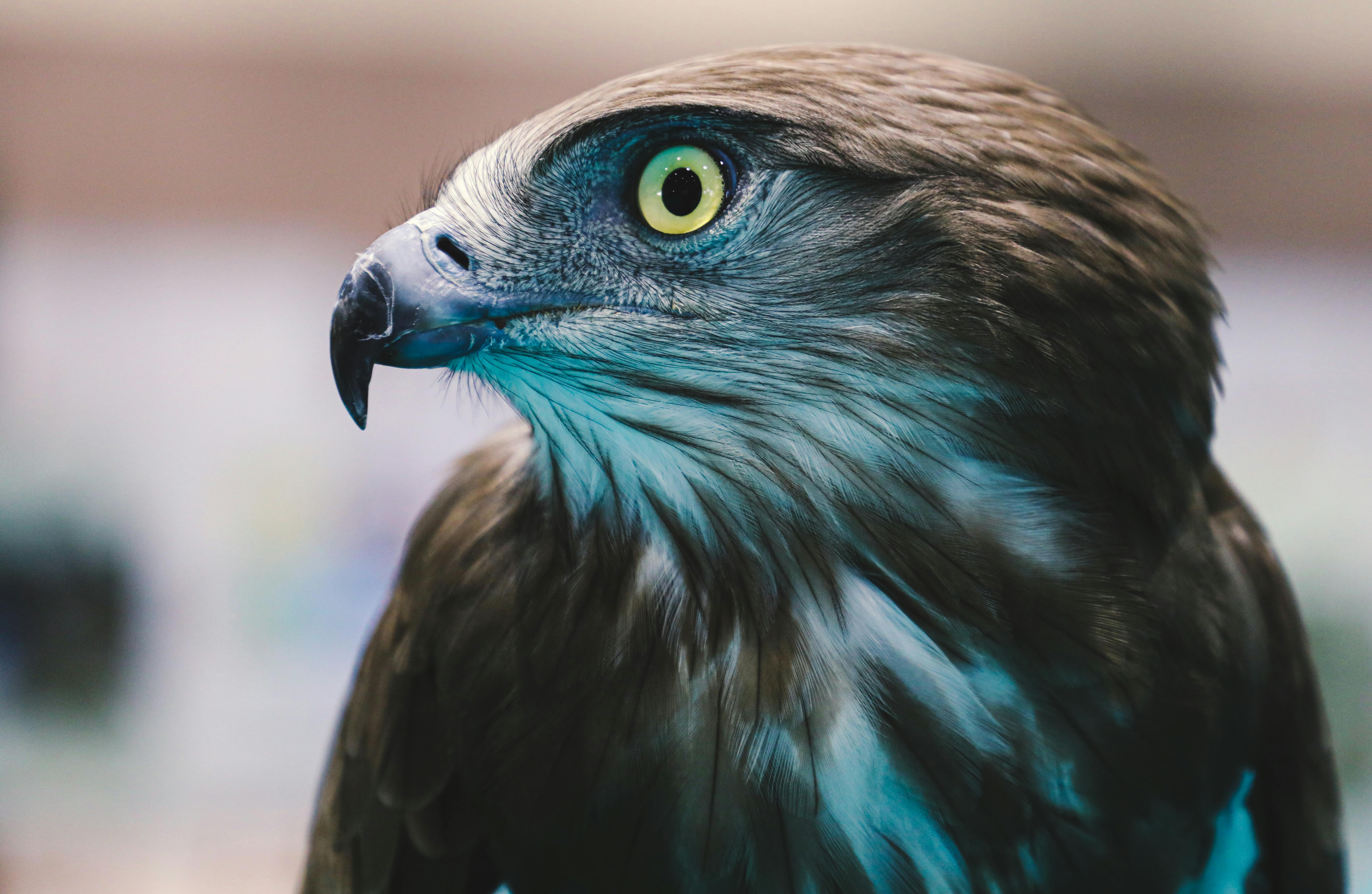 Arabian Eagle Photos, Download The BEST Free Arabian Eagle Stock Photos ...