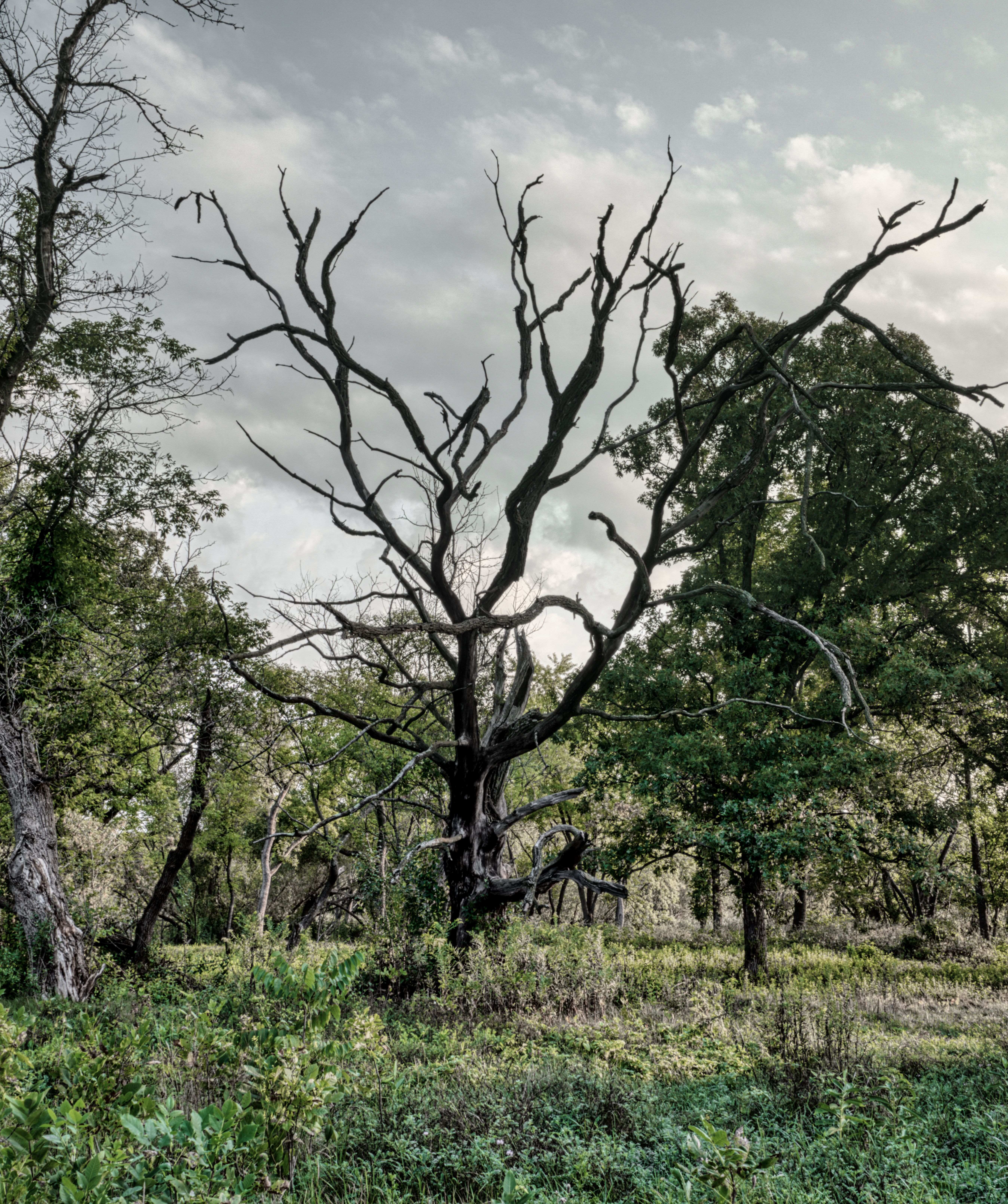 Brown Tree · Free Stock Photo
