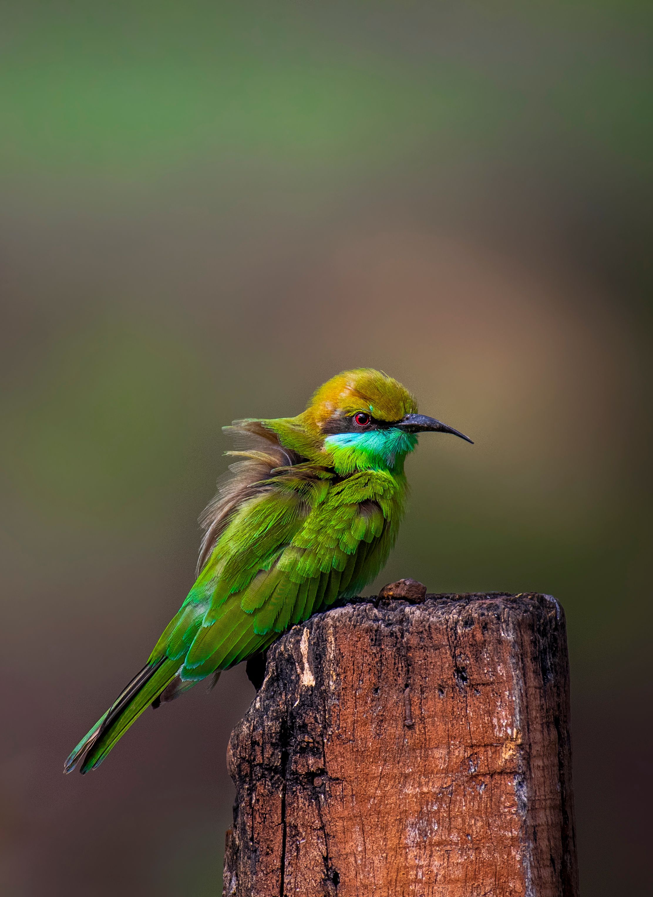 Close-up of a Green Bird · Free Stock Photo