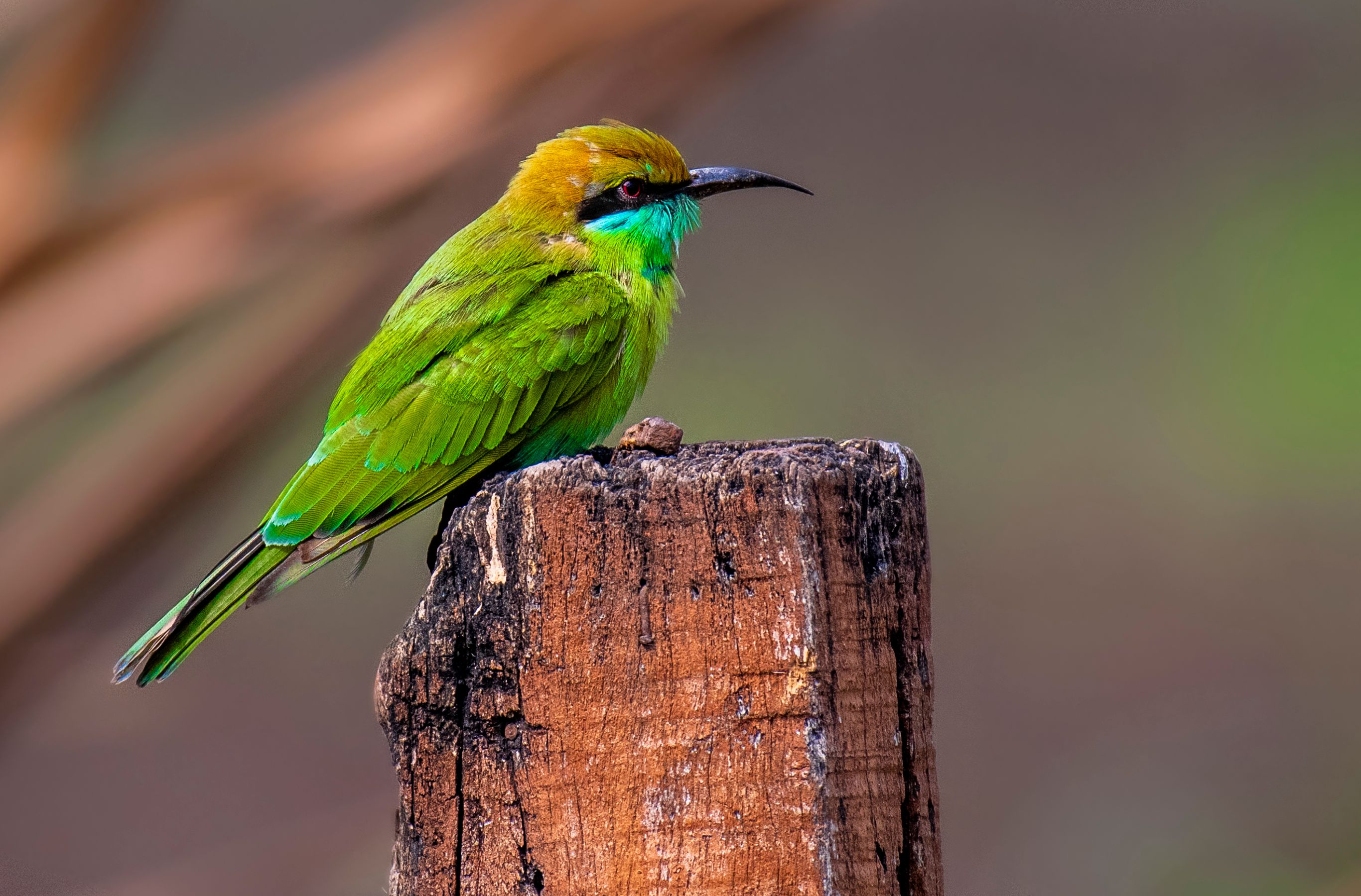 Close up of a Perching Bird · Free Stock Photo