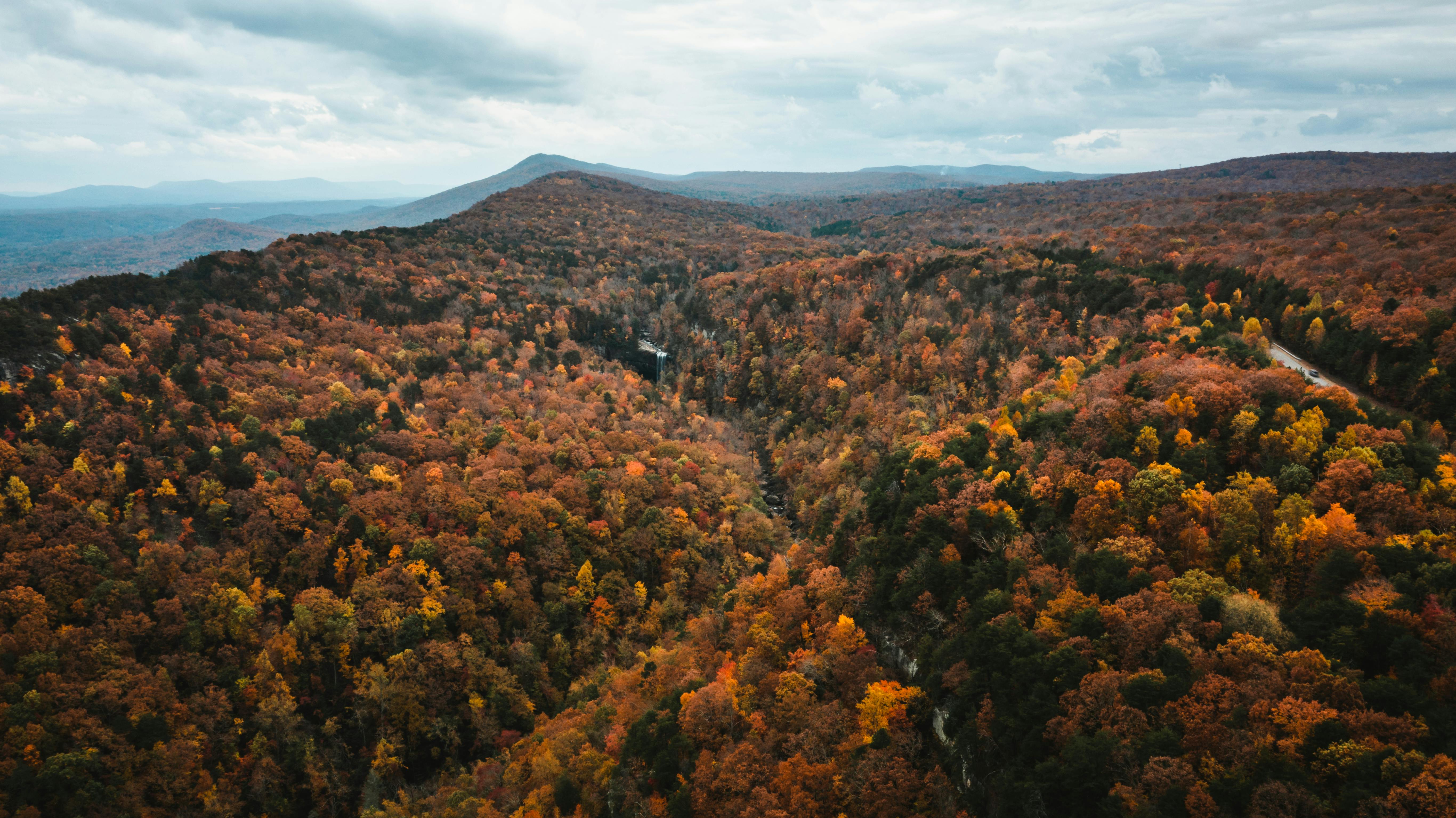 Scenic View of the Trees in the Forest During Autumn · Free Stock Photo