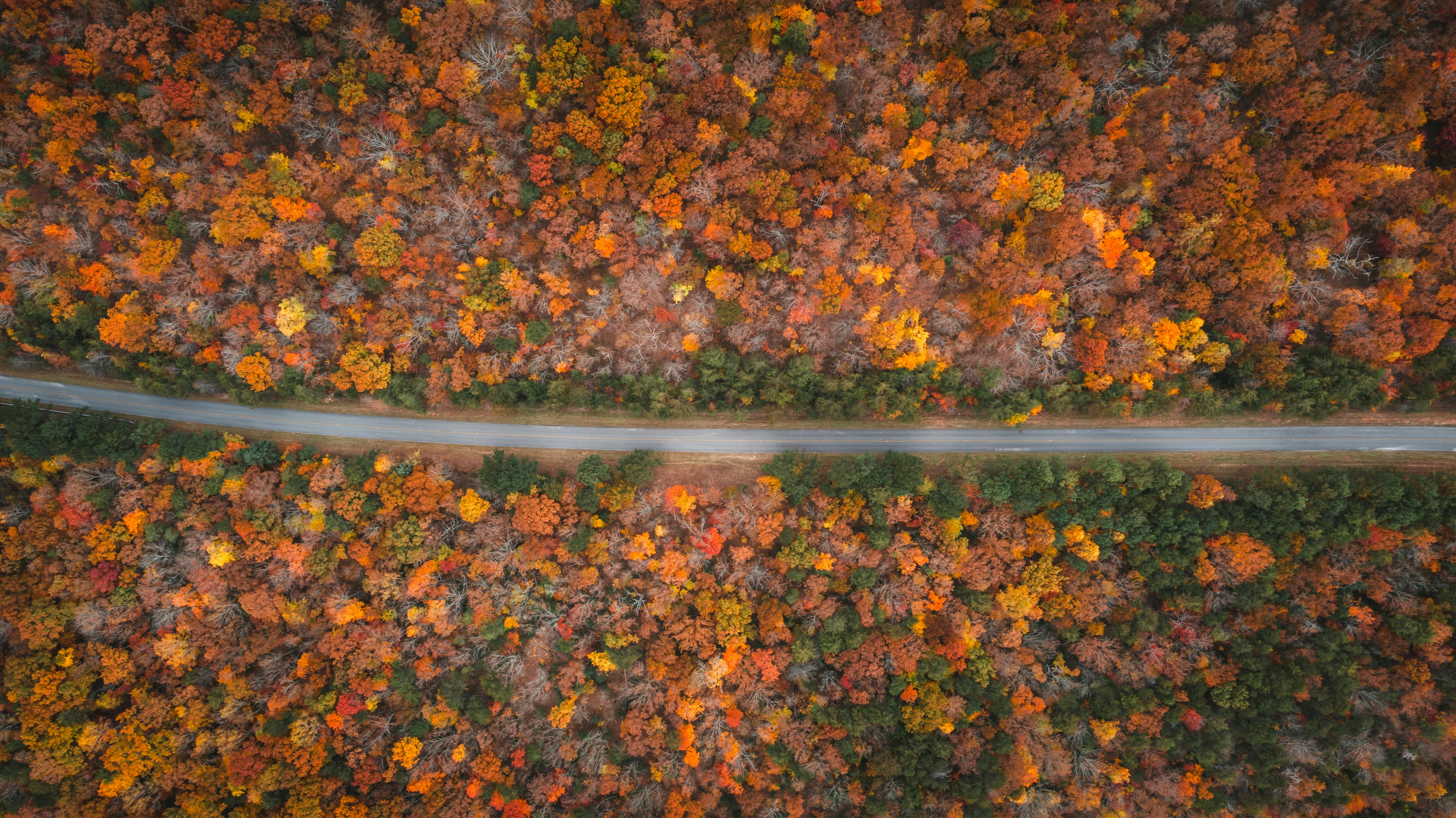 Aerial View of a Road in a Forest · Free Stock Photo