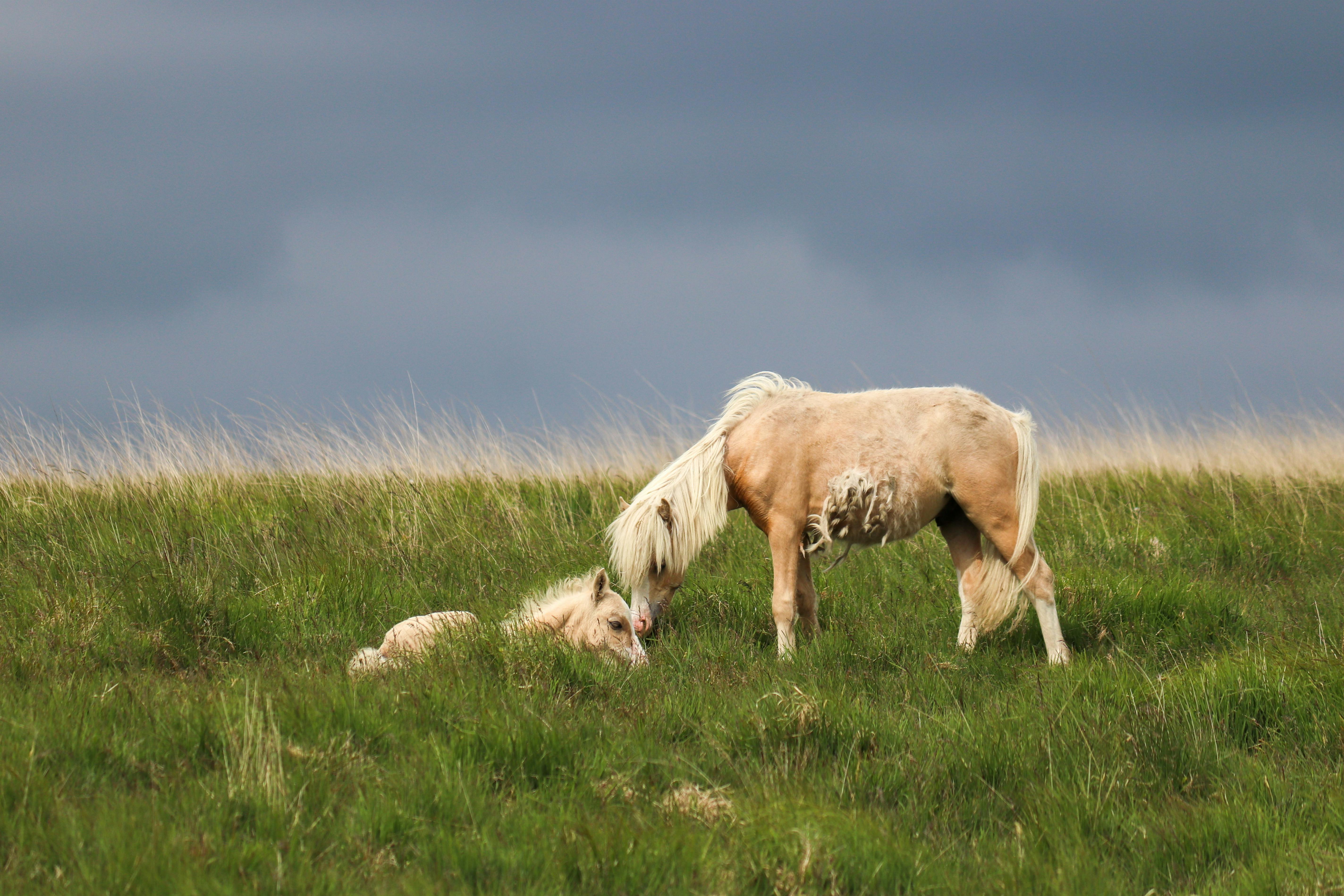 A Wild Mare and her Foal in a Grass Field · Free Stock Photo
