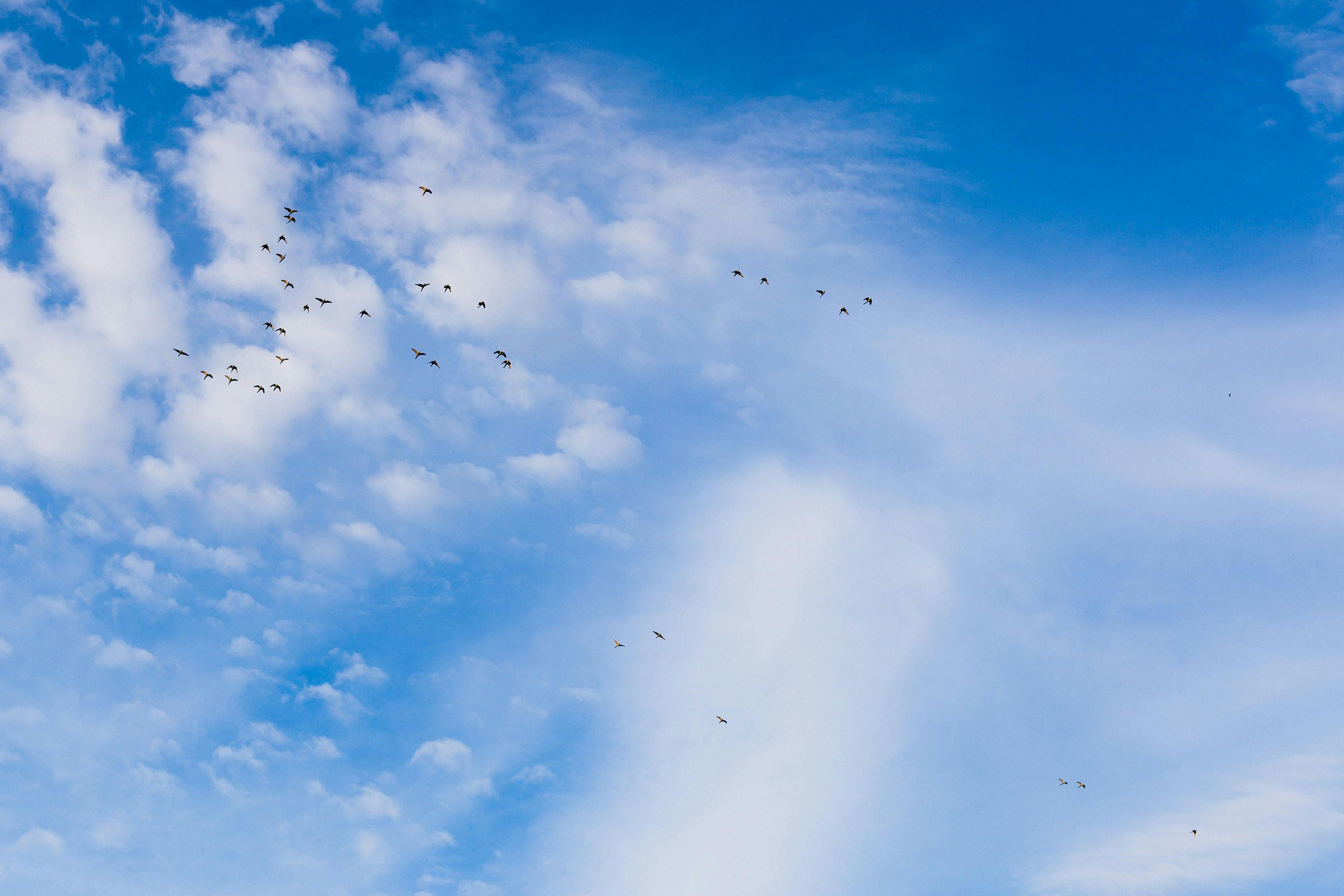 A Bird Flying Under the Cloudy Sky · Free Stock Photo