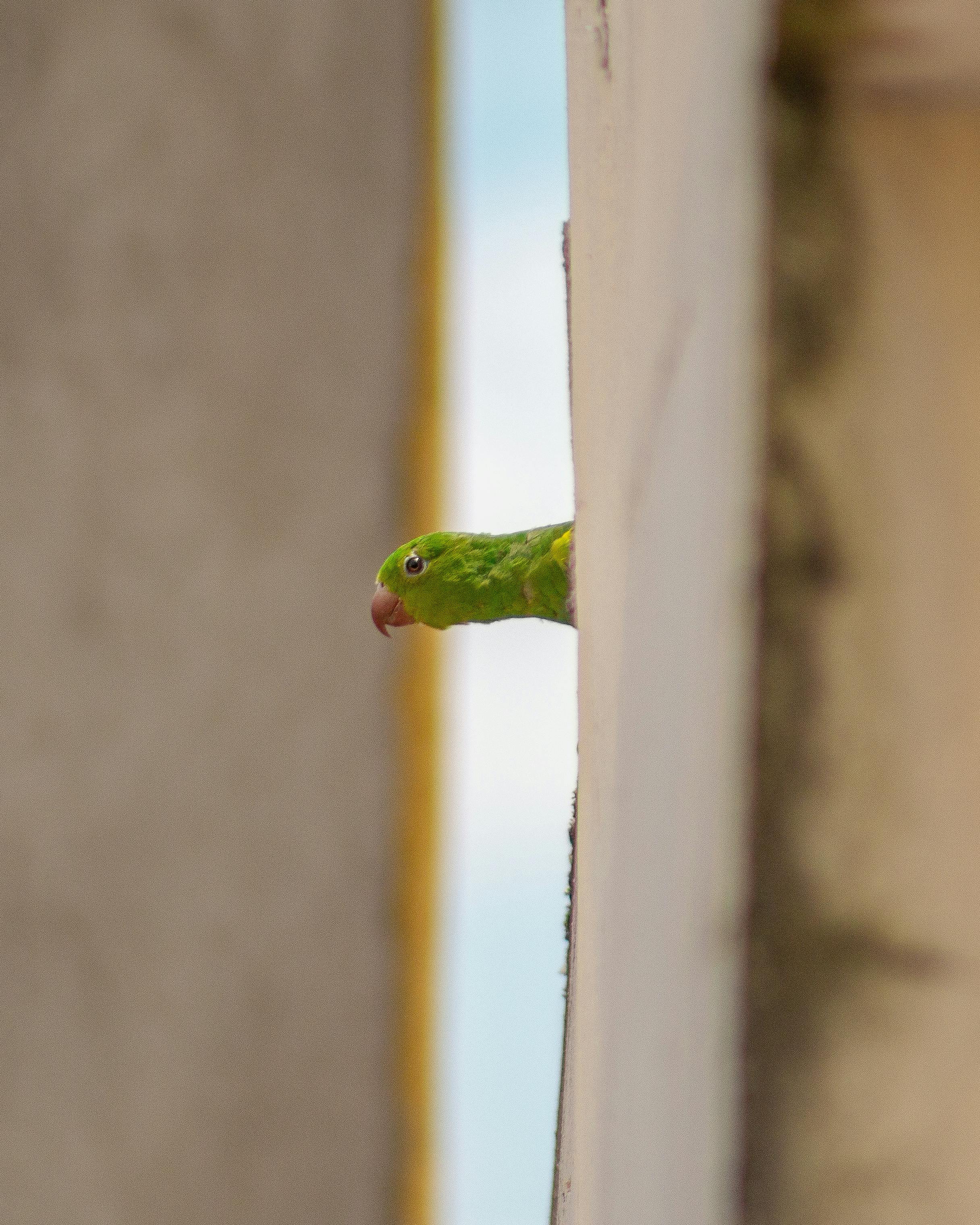 Photo of Perched Parakeet · Free Stock Photo