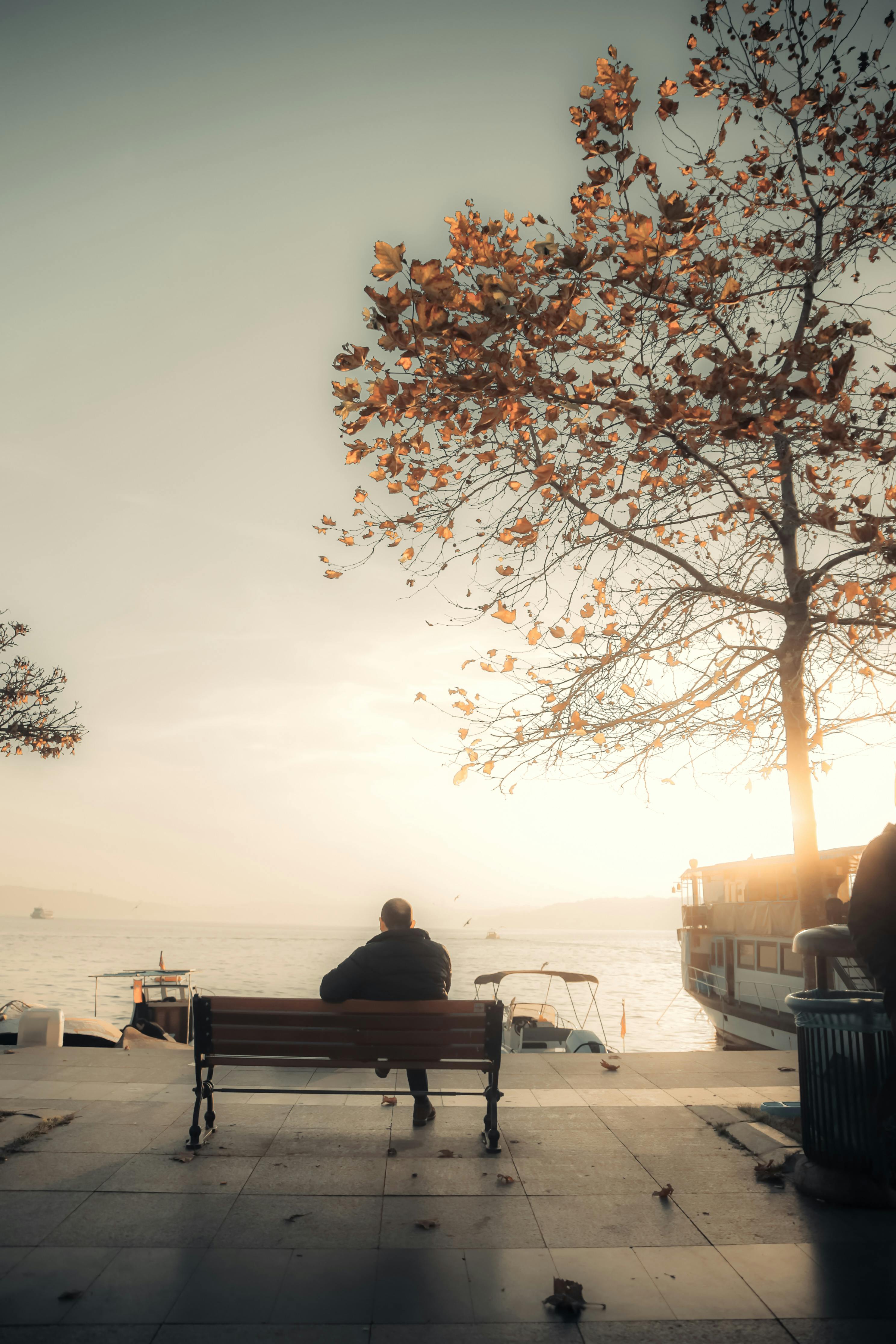 Back View of a Man Sitting on a Bench during Sunset · Free Stock Photo