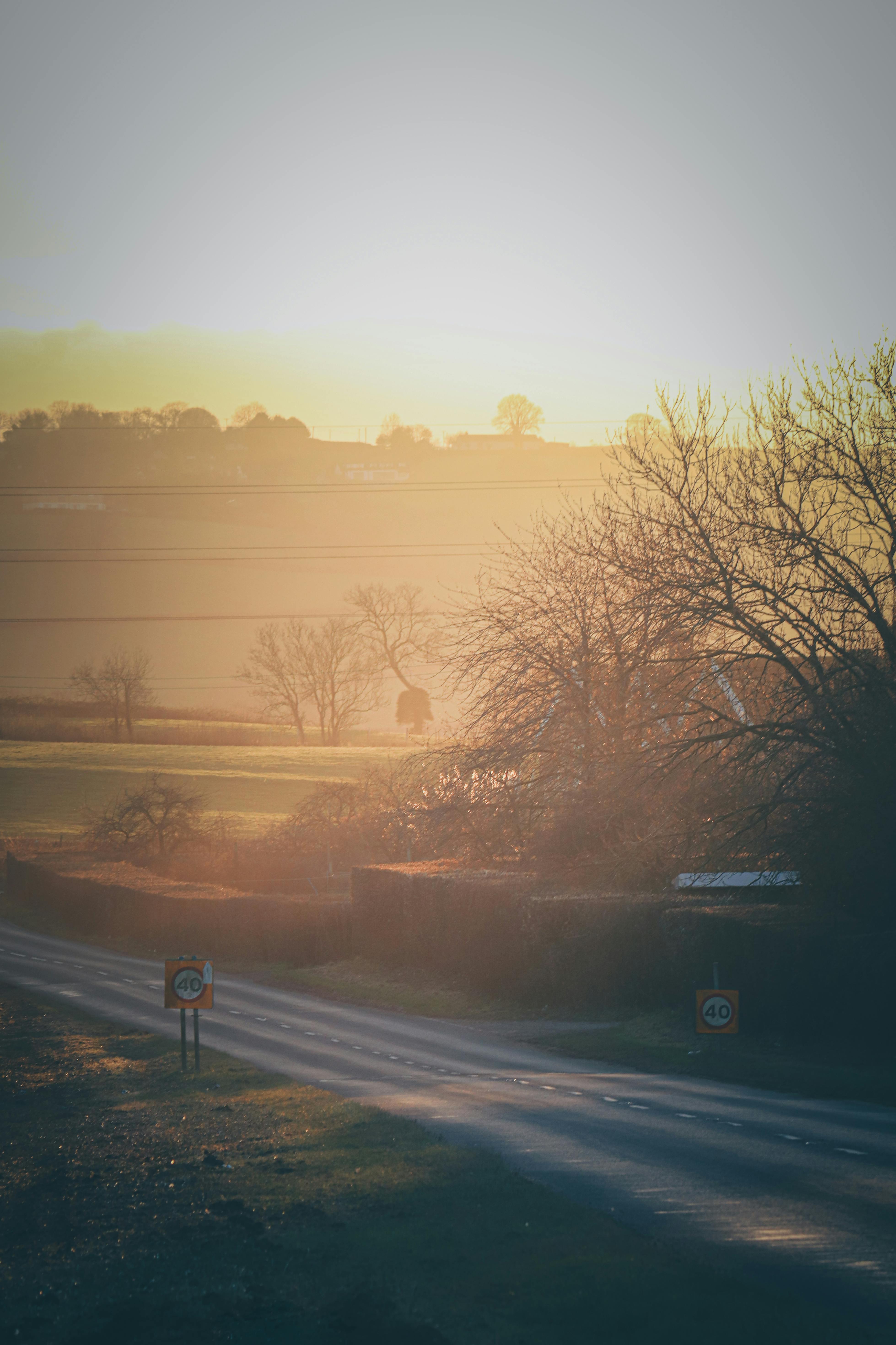 Trees in the Mountain During Golden Hour · Free Stock Photo