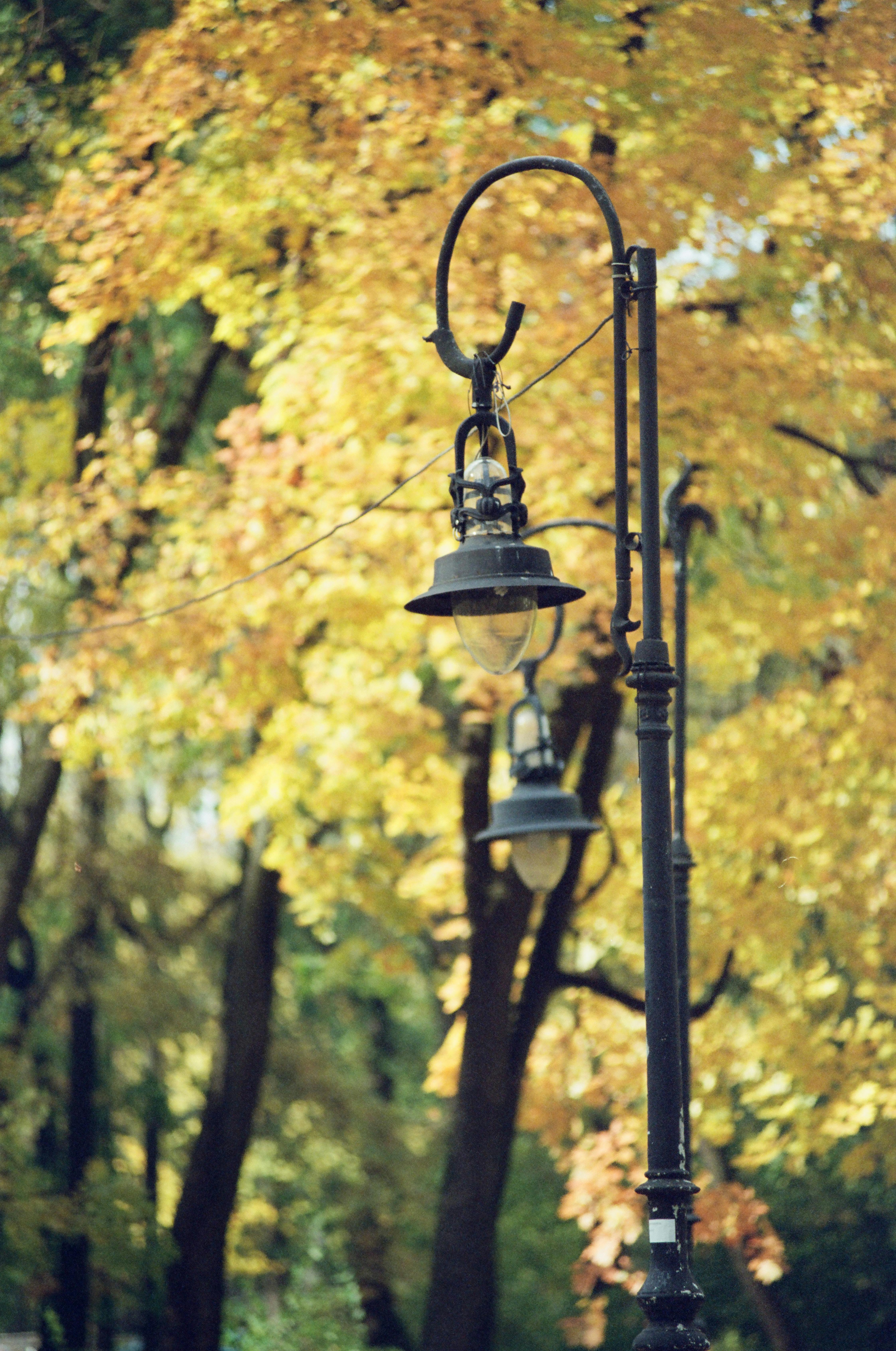 Black Metal Lamp Post Near Yellow Leaf Tree · Free Stock Photo