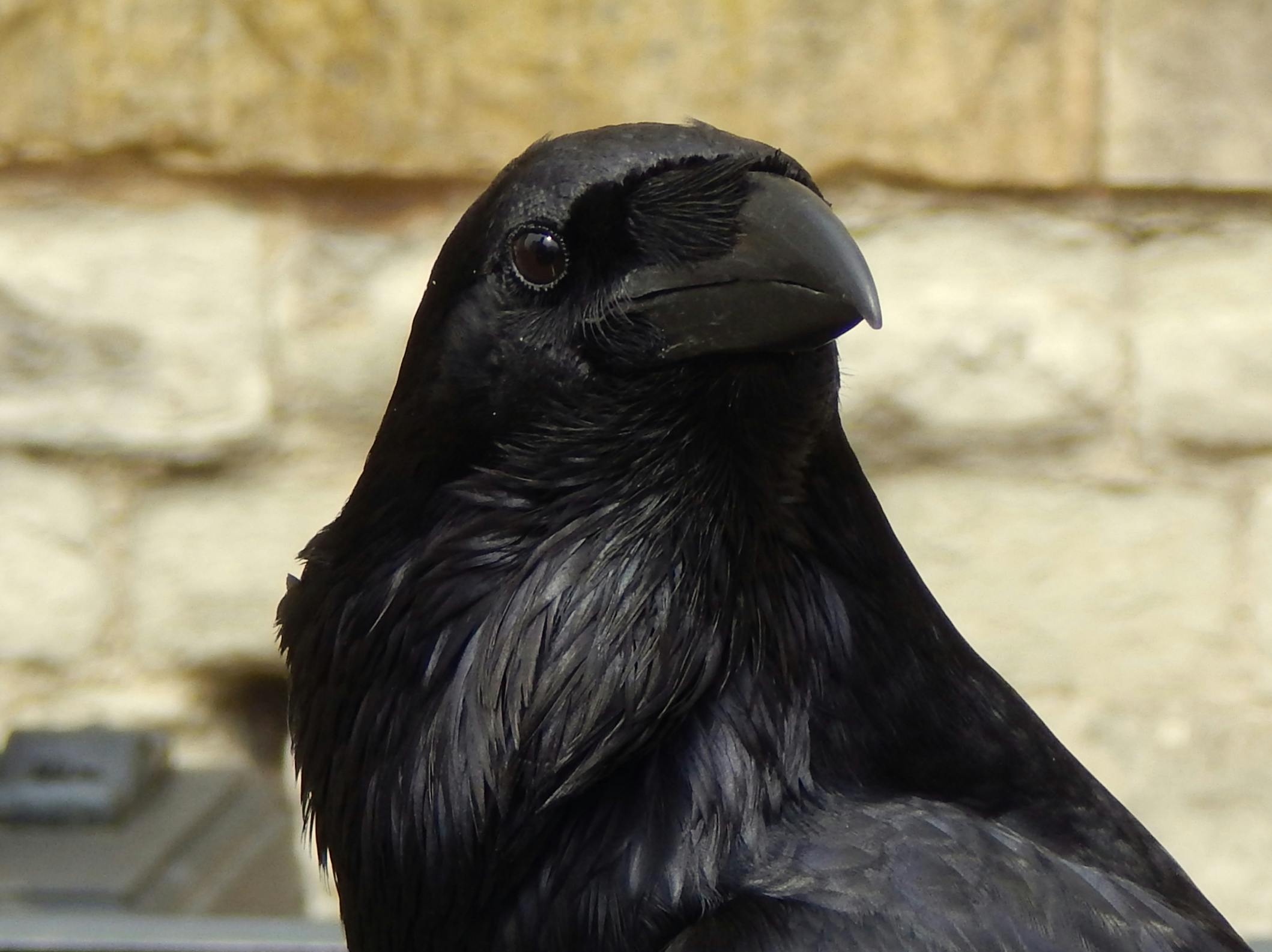 Free stock photo of england, london, raven