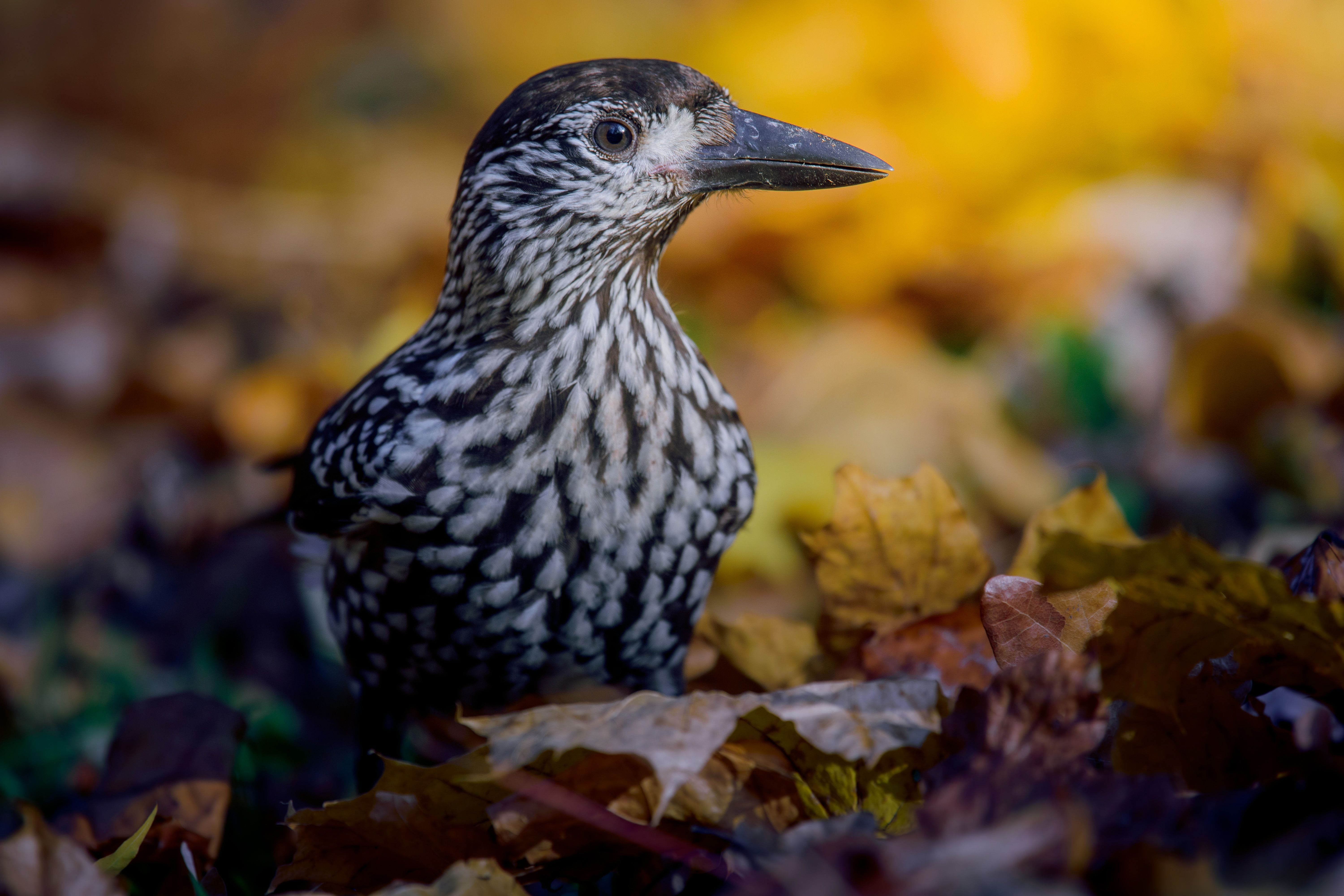 Nutcracker Bird Photos, Download The BEST Free Nutcracker Bird Stock ...