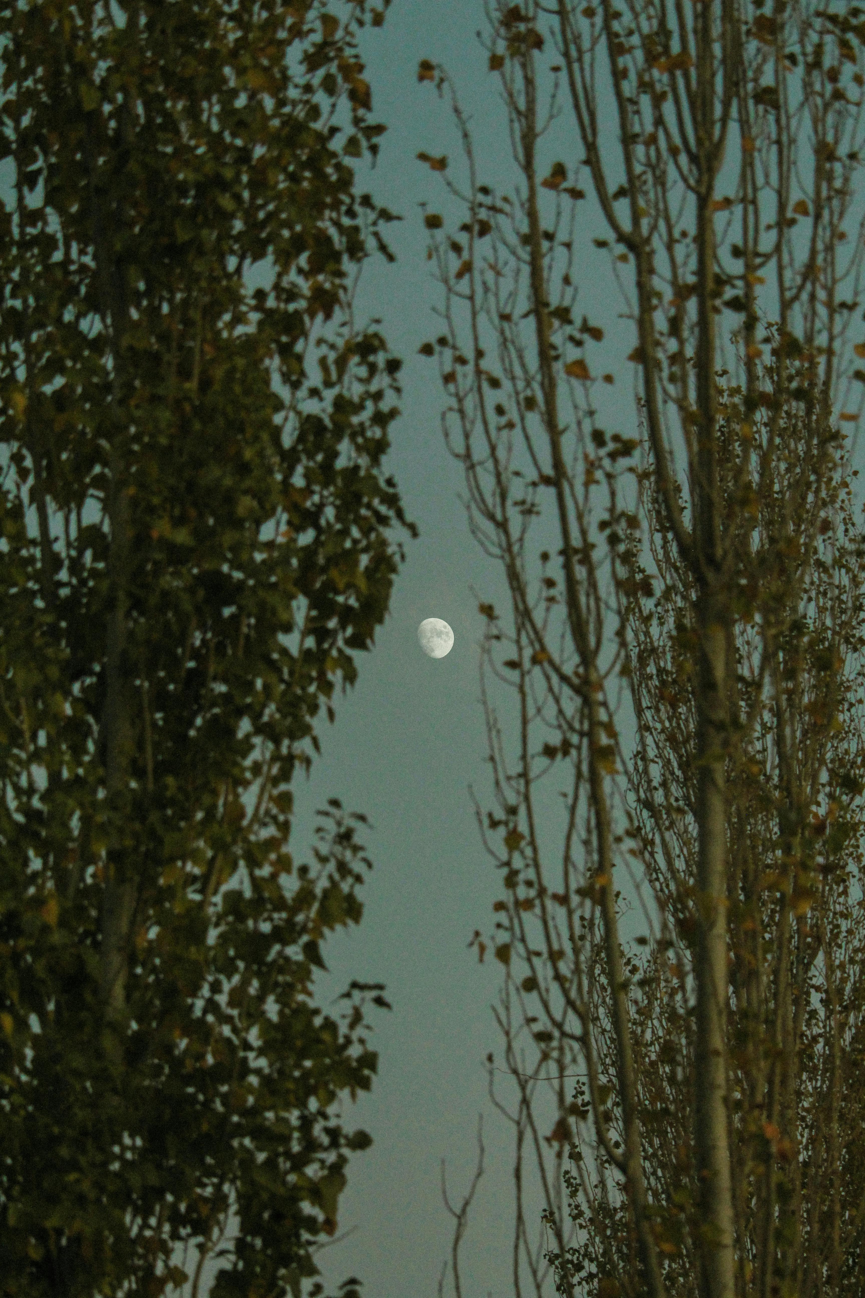 Full Moon View Between Green Trees · Free Stock Photo
