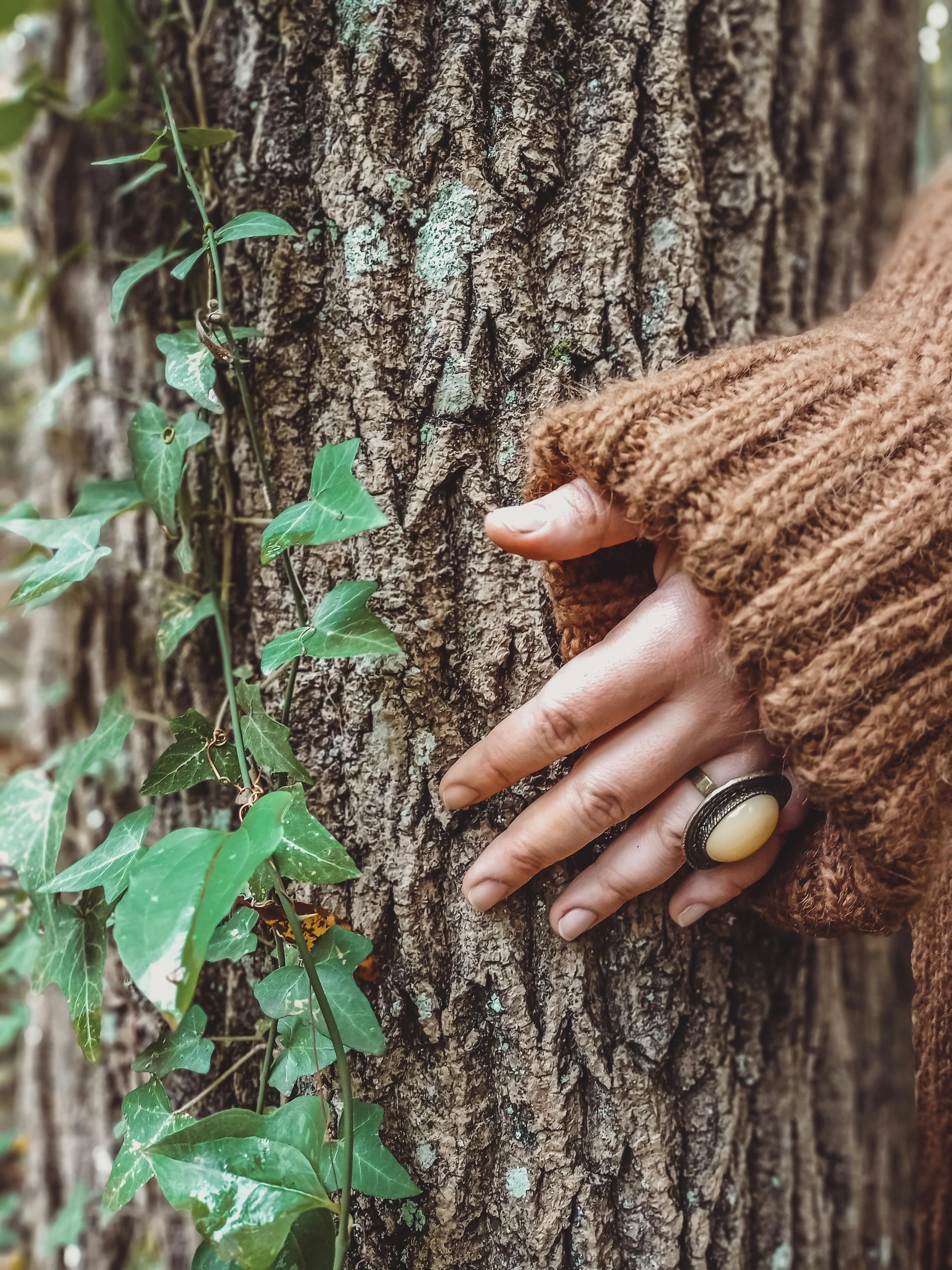 Person Touching Tree Trunk · Free Stock Photo