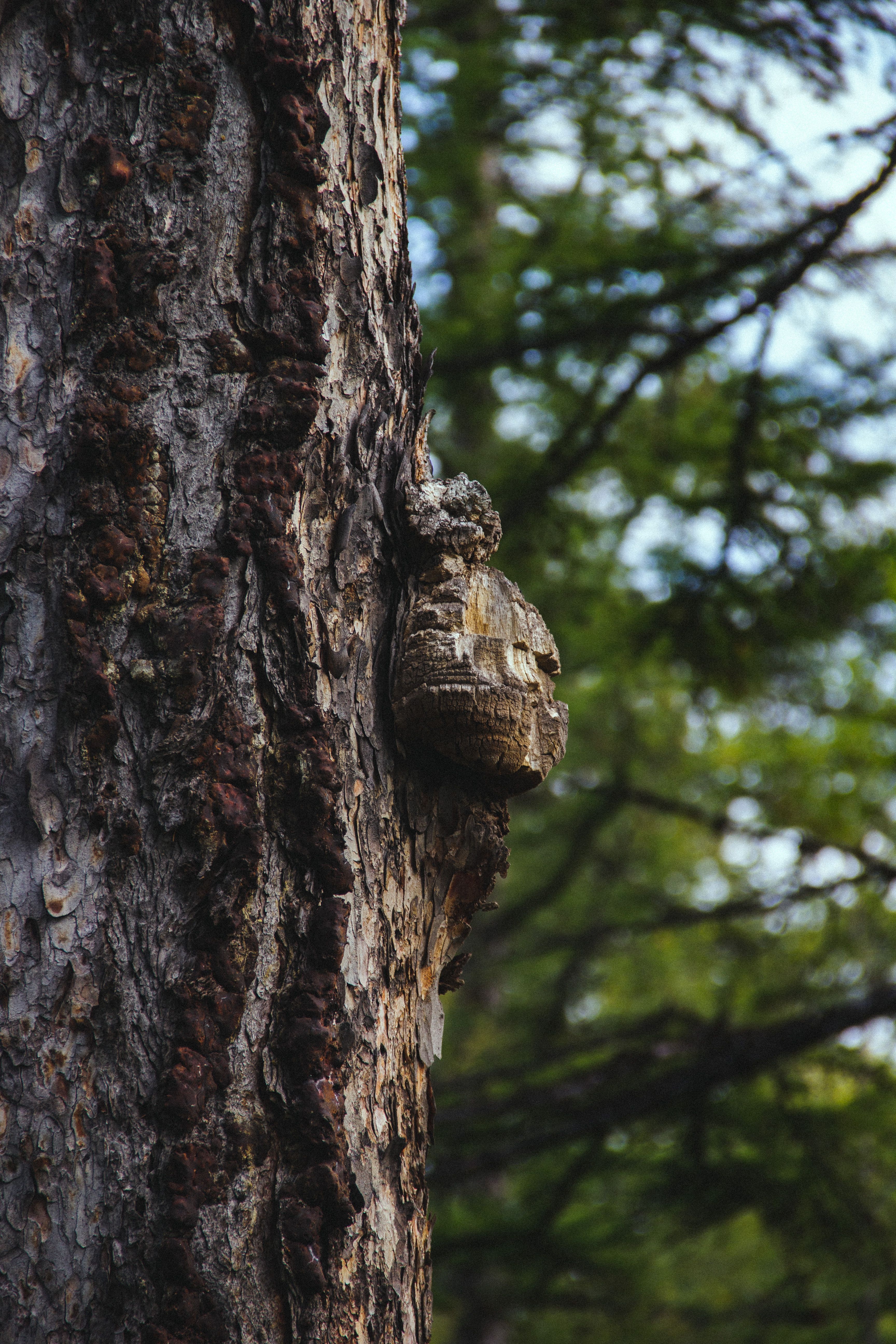 Brown Tree Trunk in Close-up Photography · Free Stock Photo